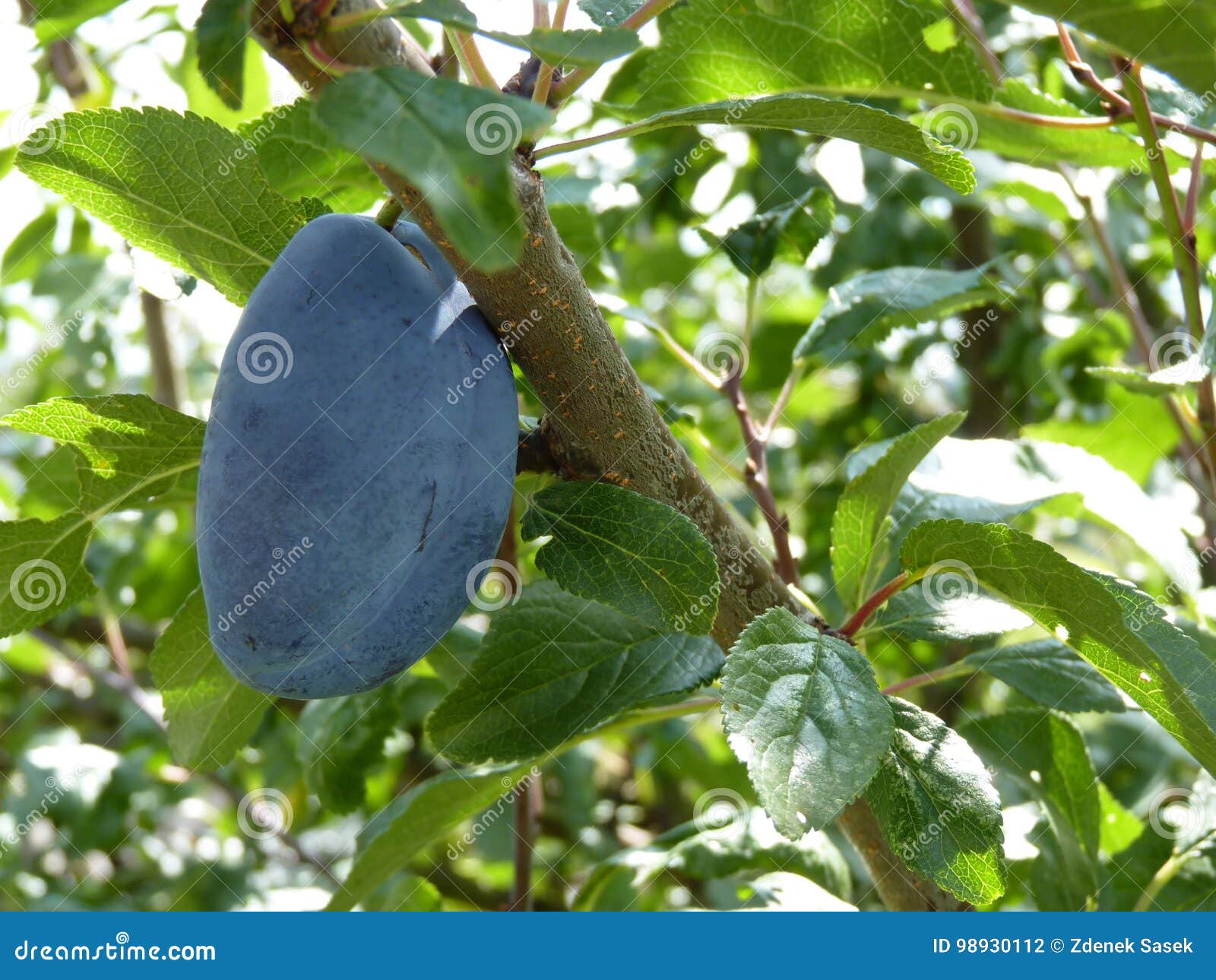 Blue Damson Plum Hanging on Plum Tree Stock Photo - Image of branch ...