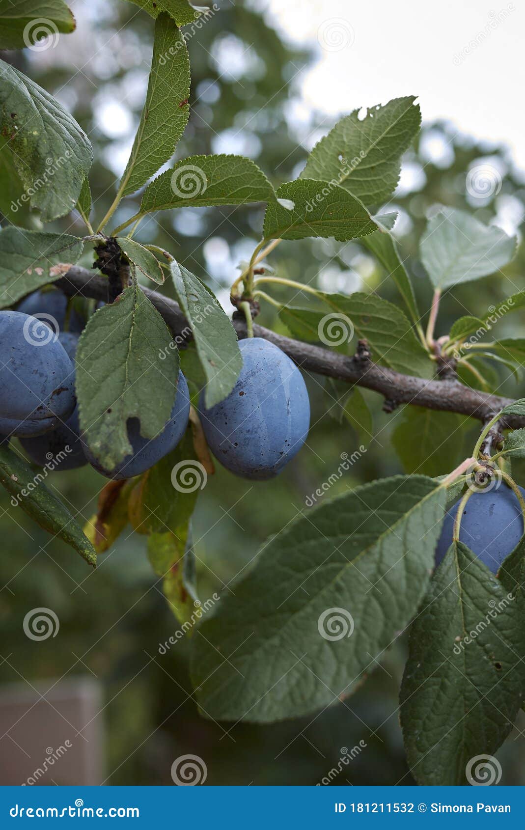 Blue plums on the tree stock photo. Image of countryside - 181211532