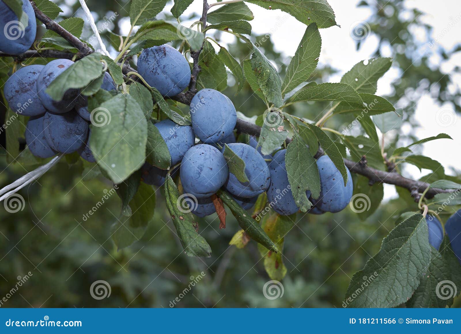 Blue plums on the tree stock photo. Image of plant, deciduous - 181211566