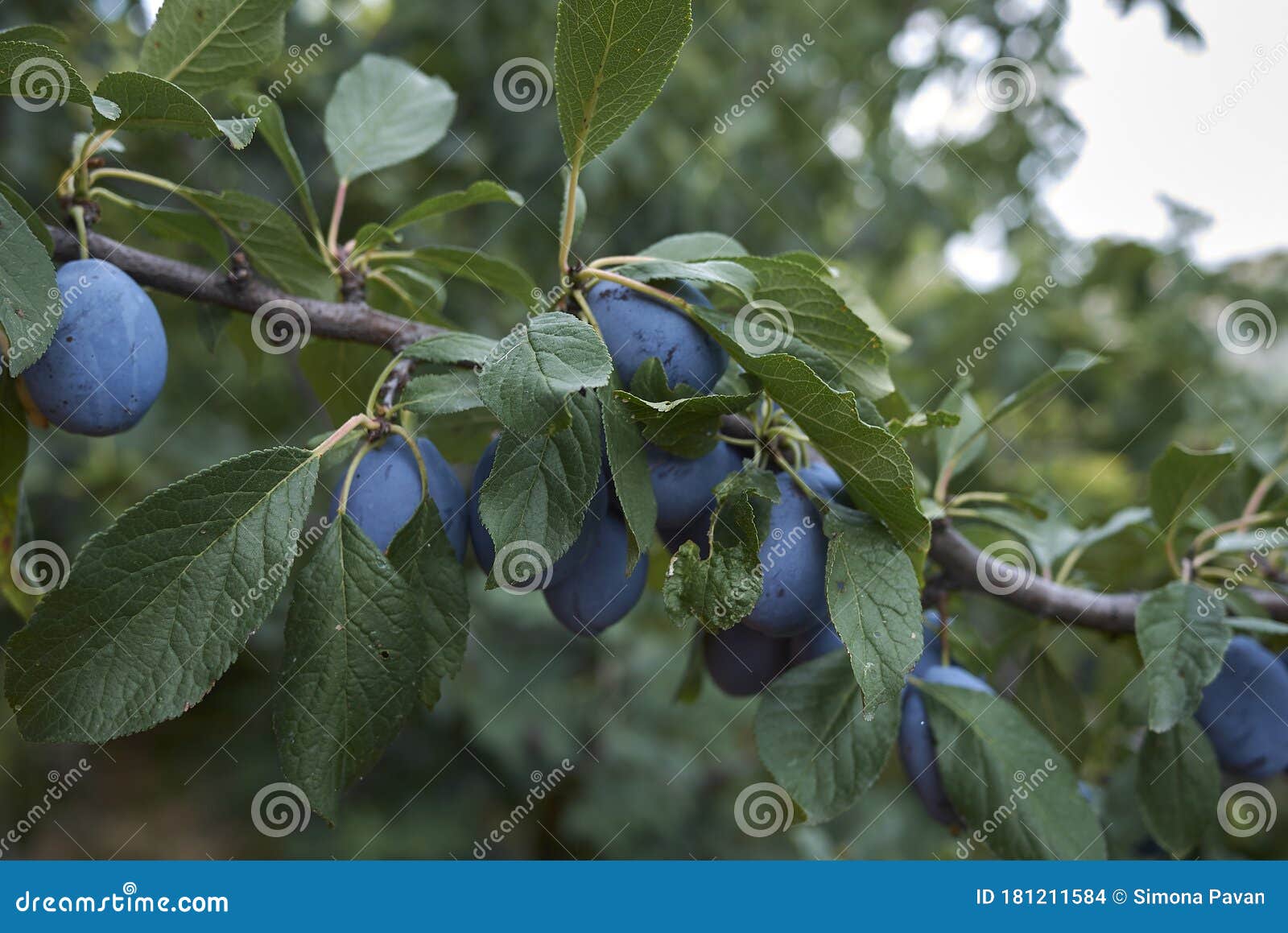 Blue plums on the tree stock photo. Image of branch - 181211584