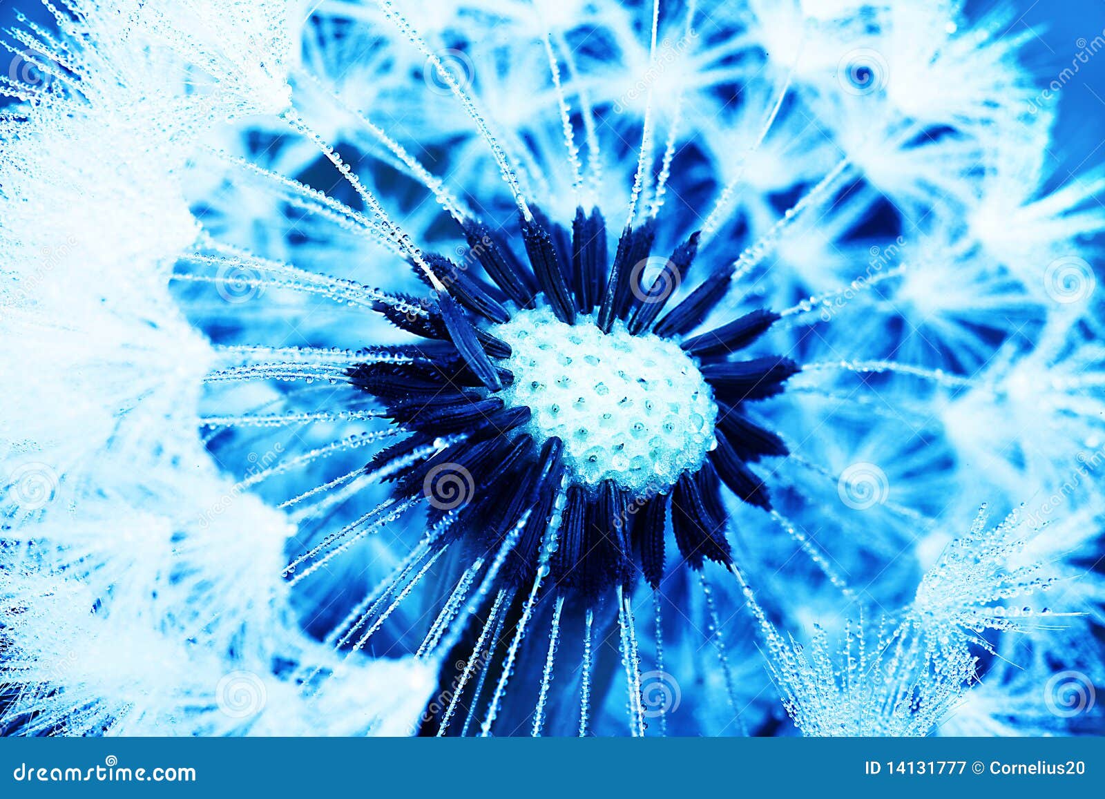 Blue dandelion stock image. Image of pistil, weed, seeds - 14131777
