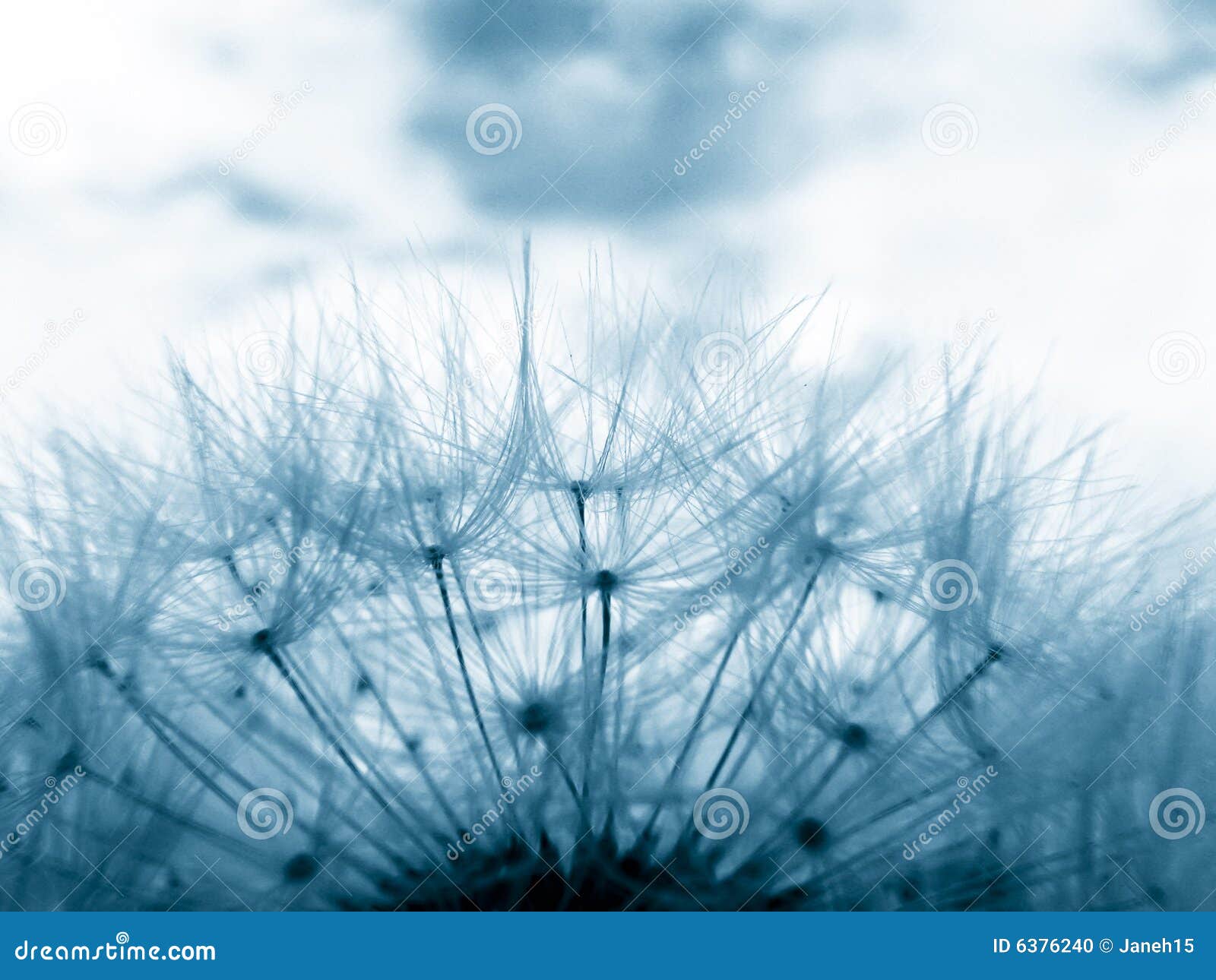 Blue dandelion clock stock photo. Image of closeup, focus - 6376240