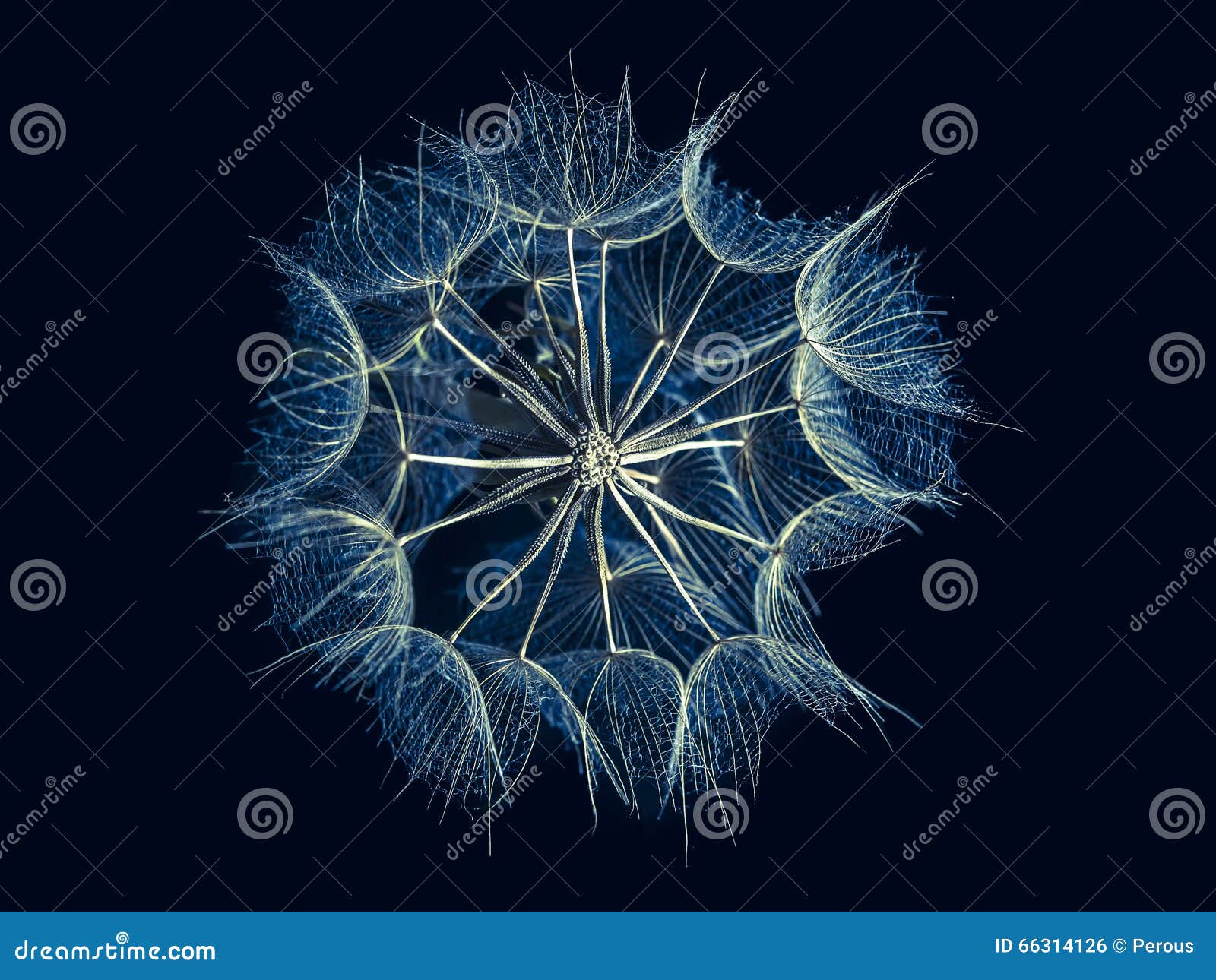 Blue dandelion closeup stock photo. Image of clear, beautiful - 66314126