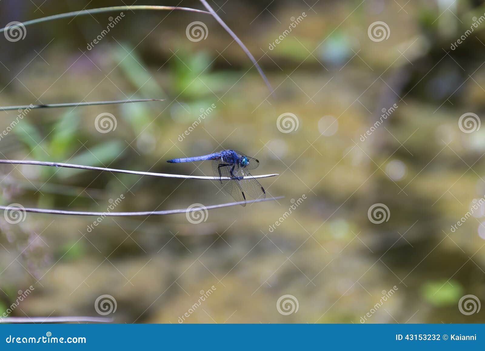 Blue darter dragonfly stock photo. Image of stem, insect - 43153232