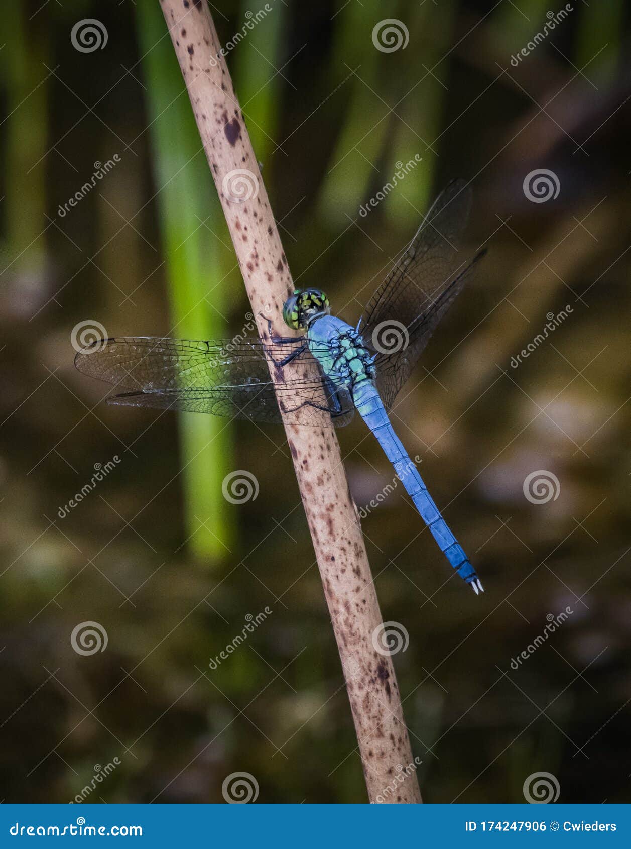 Dragonfly on a Slender Pole Stock Photo - Image of scotts, resting ...
