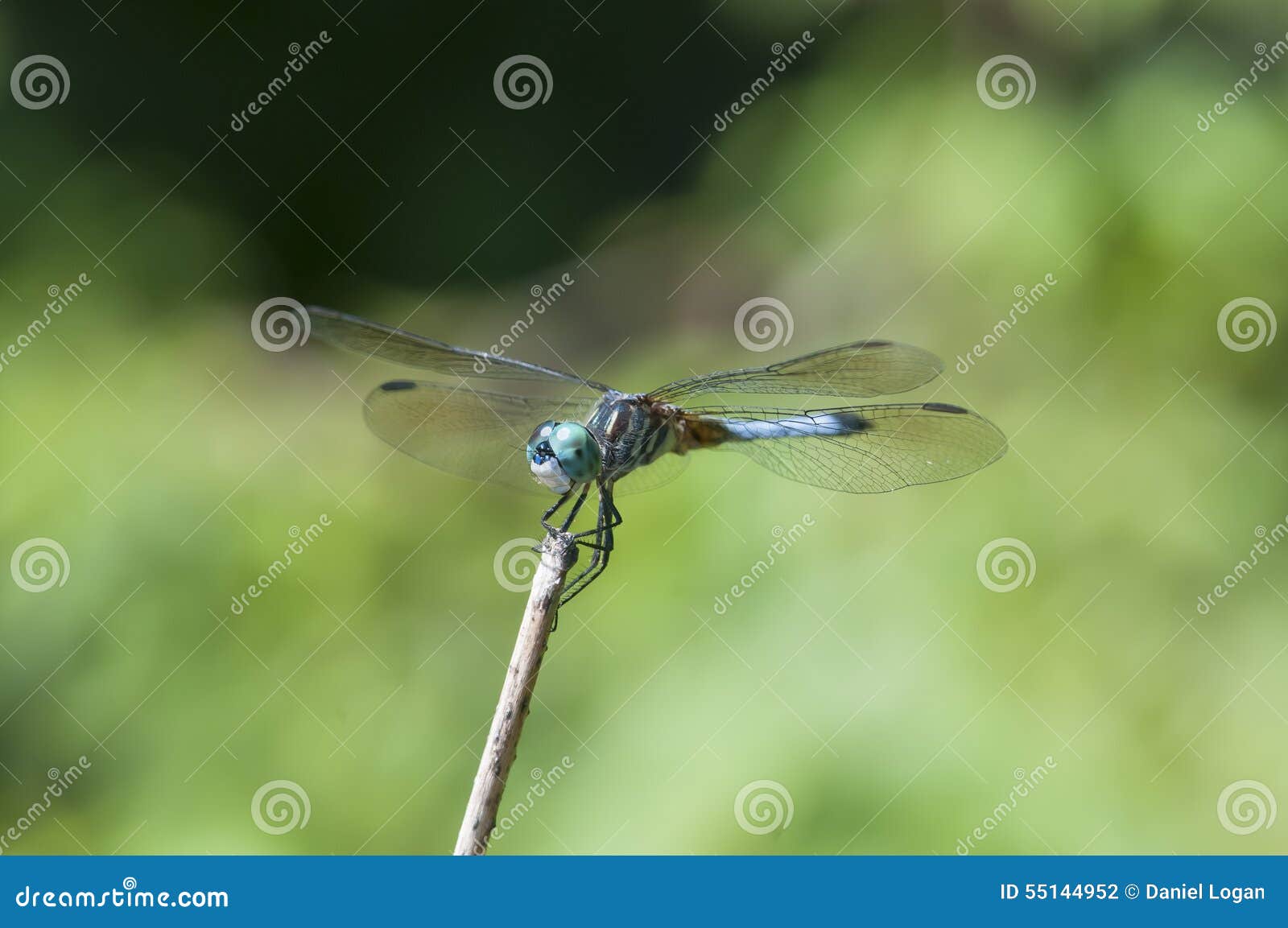 Blue dasher stock photo. Image of pachydiplax, wildlife - 55144952
