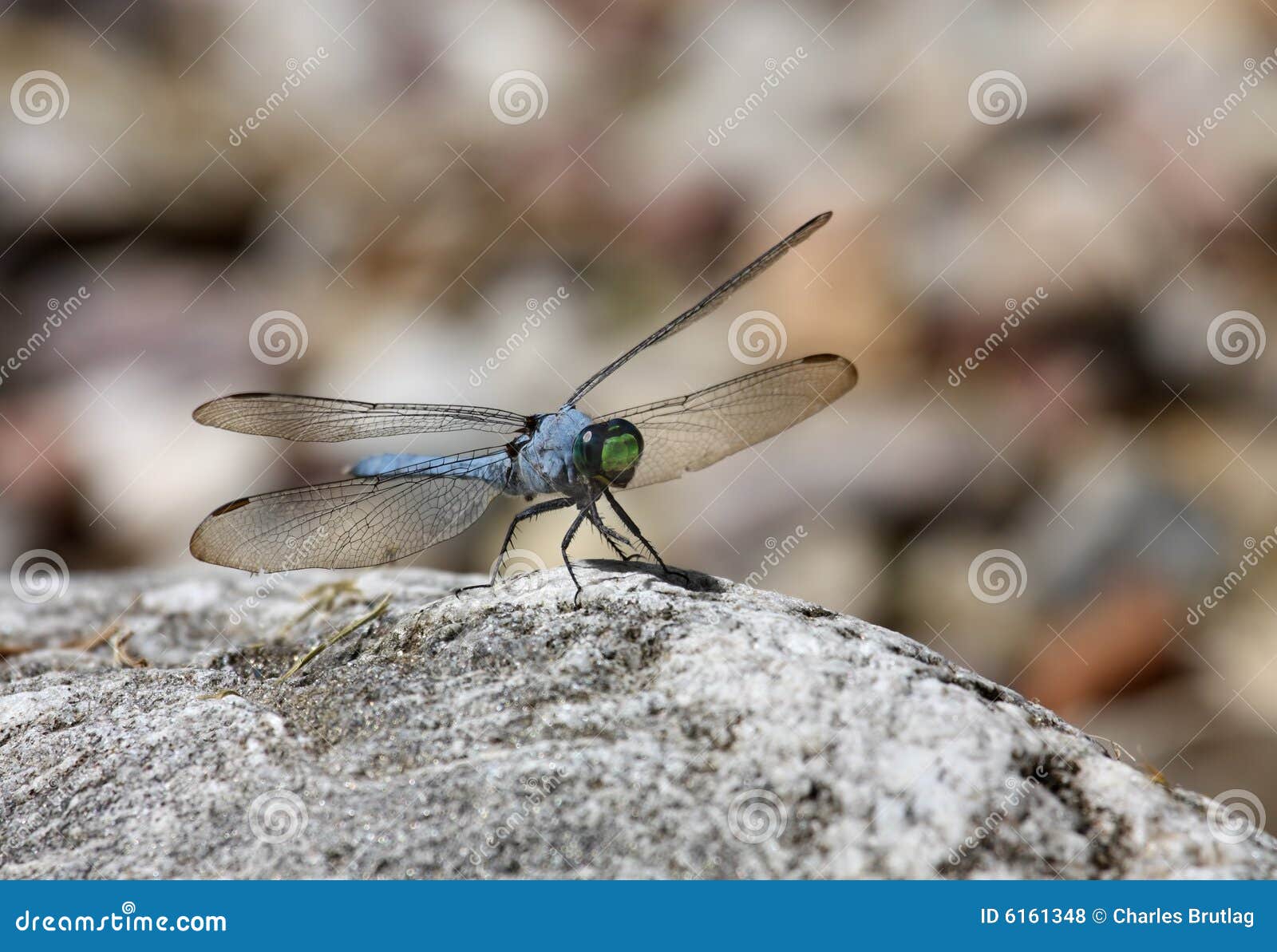 Blue Dasher Dragonfly stock photo. Image of nature, insect - 6161348