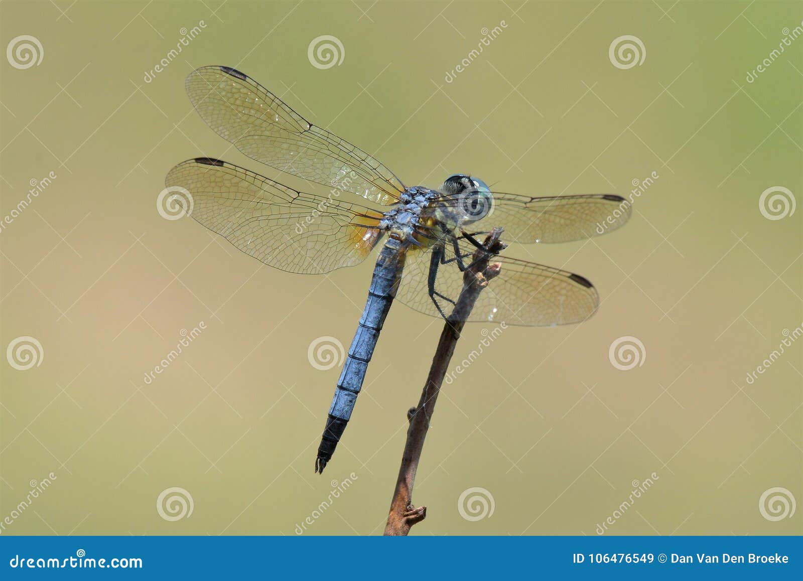 Blue dasher dragonfly stock image. Image of colorful - 106476549