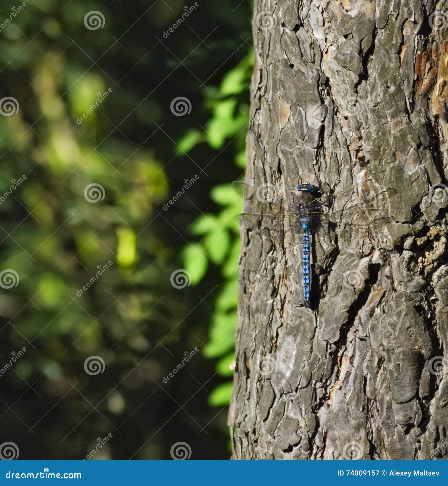 Blue Dasher Dragonfly on Pine Trunk Stock Image - Image of midsummer ...
