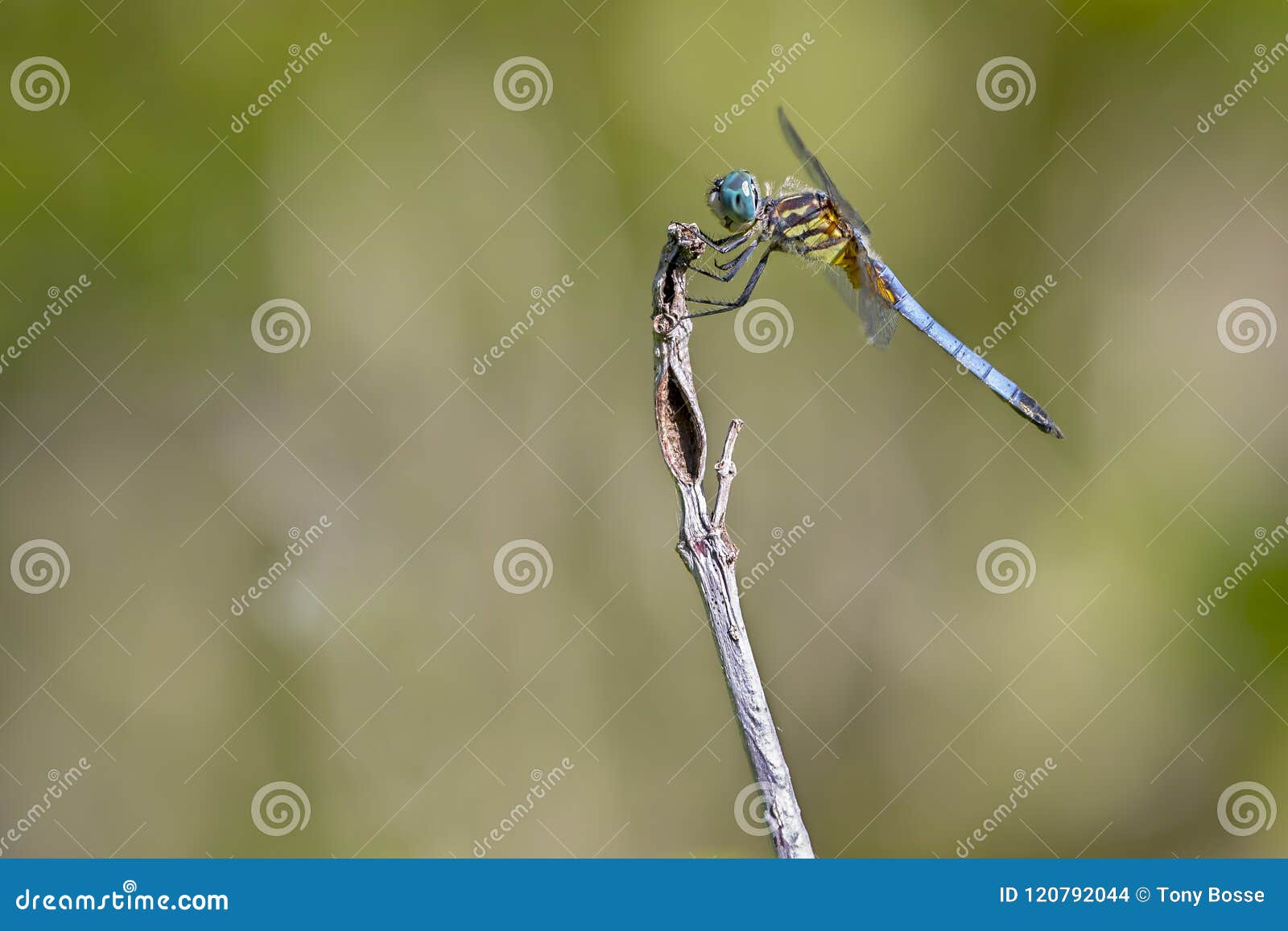 Blue Dasher stock photo. Image of wild, insects, dragonfly - 120792044