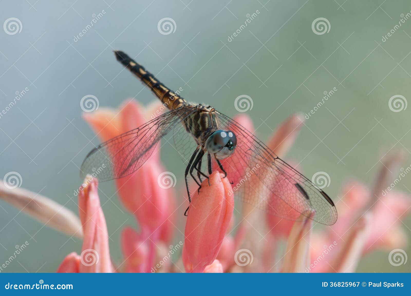 Blue Dasher stock image. Image of wings, pachydiplax - 36825967