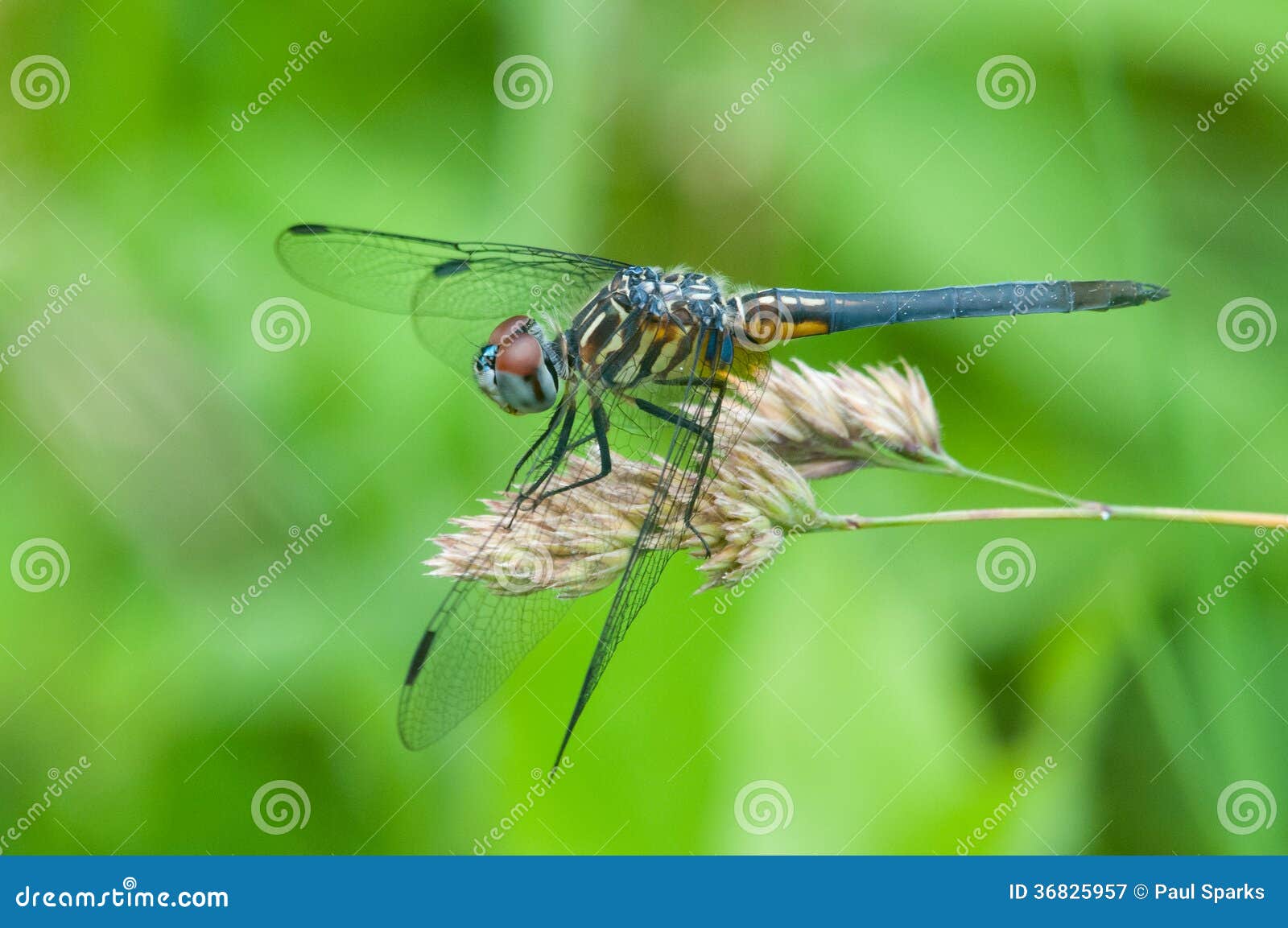 Blue Dasher stock image. Image of flight, nature, wildlife - 36825957