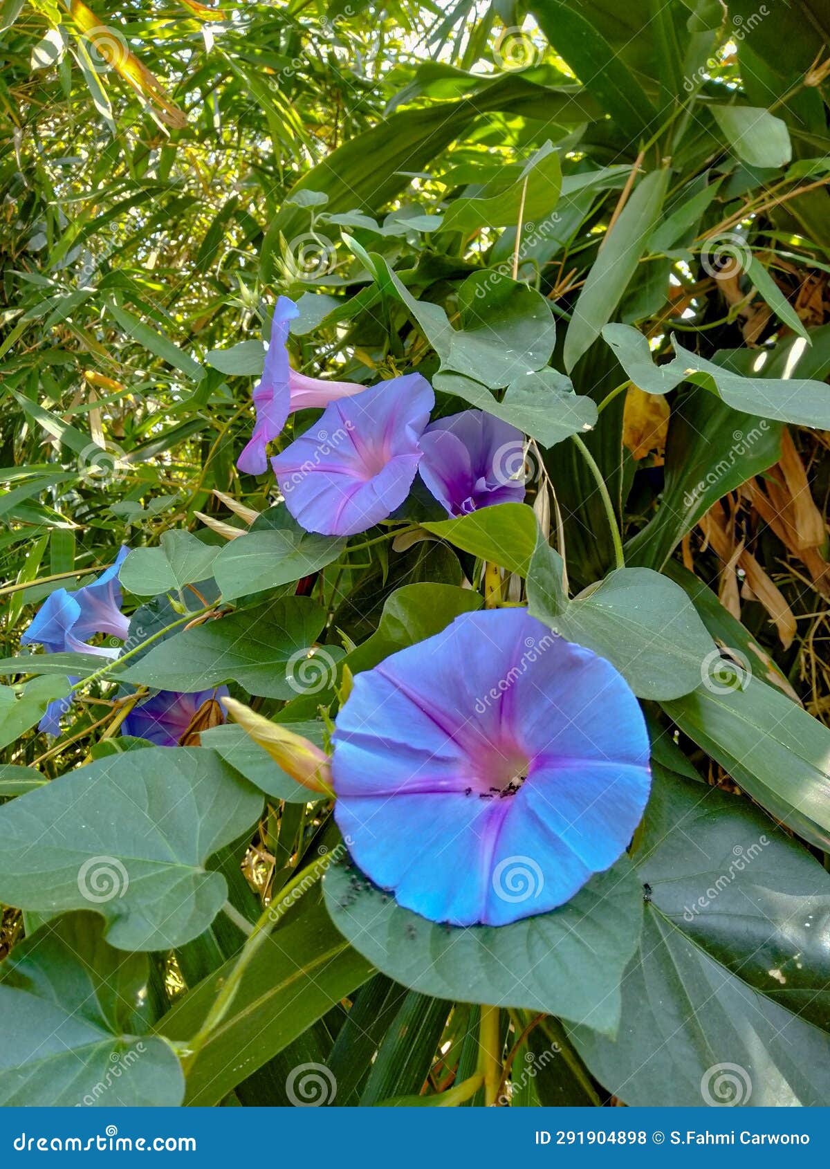 Blue Dawn Flower or Morning Glory Stock Photo - Image of bloom, flora ...