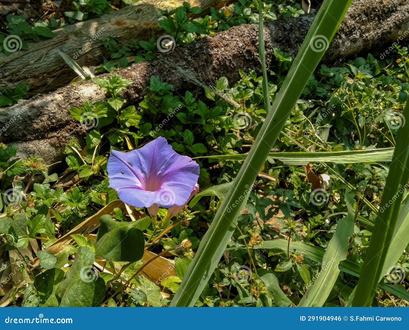 Blue Dawn Flower or Morning Glory Stock Photo - Image of morning ...