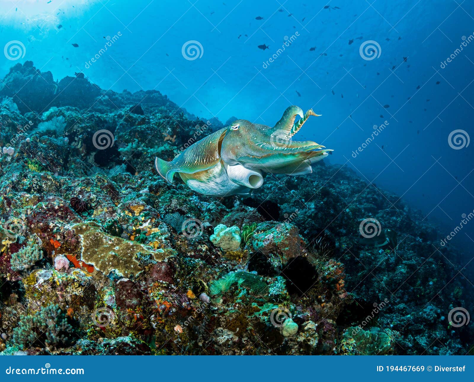 Reef Cuttlefish. Blue Day stock image. Image of aquarium - 194467669