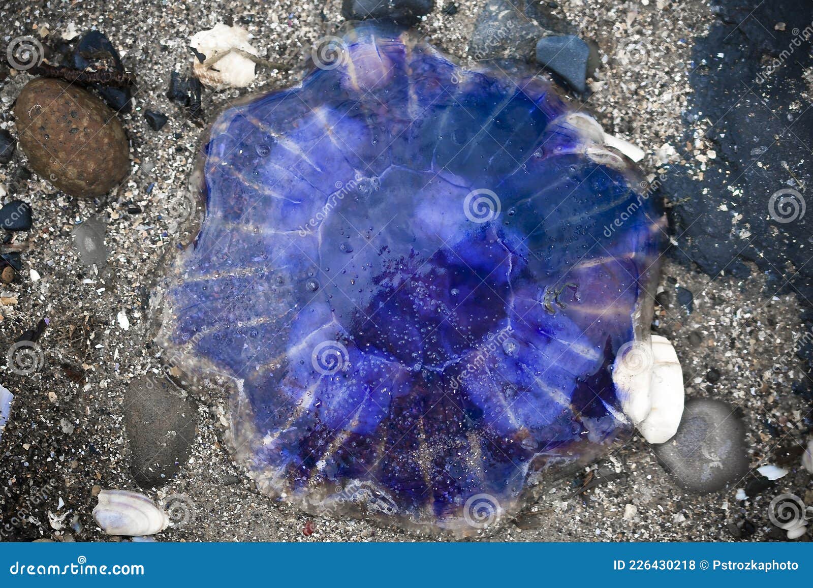 Blue Dead Jellyfish on the Beach Stock Photo - Image of ocean ...