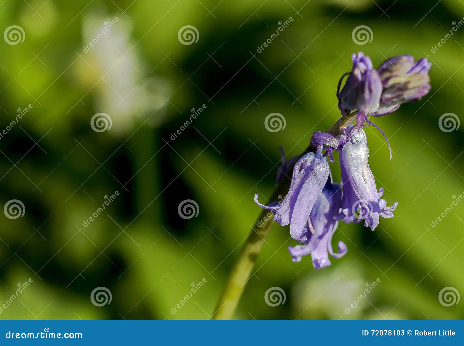 Blue decay stock image. Image of decay, flower, blue - 72078103