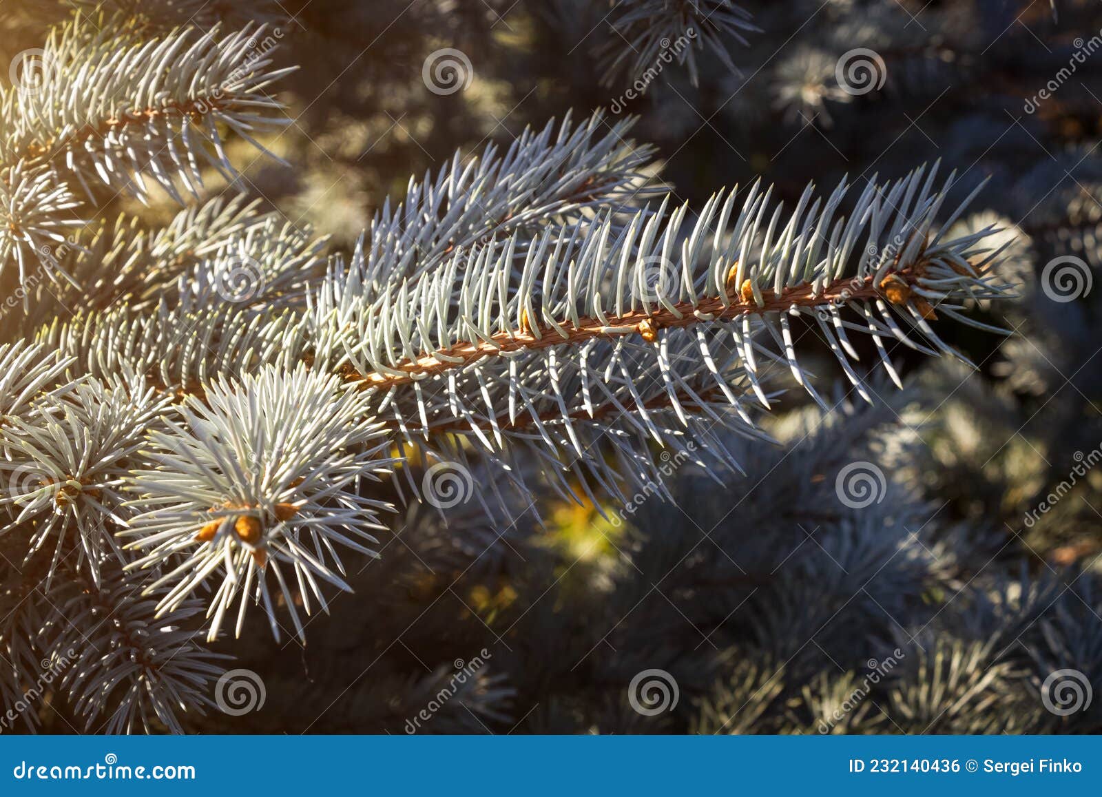 Blue decorative spruce stock photo. Image of house, color - 232140436