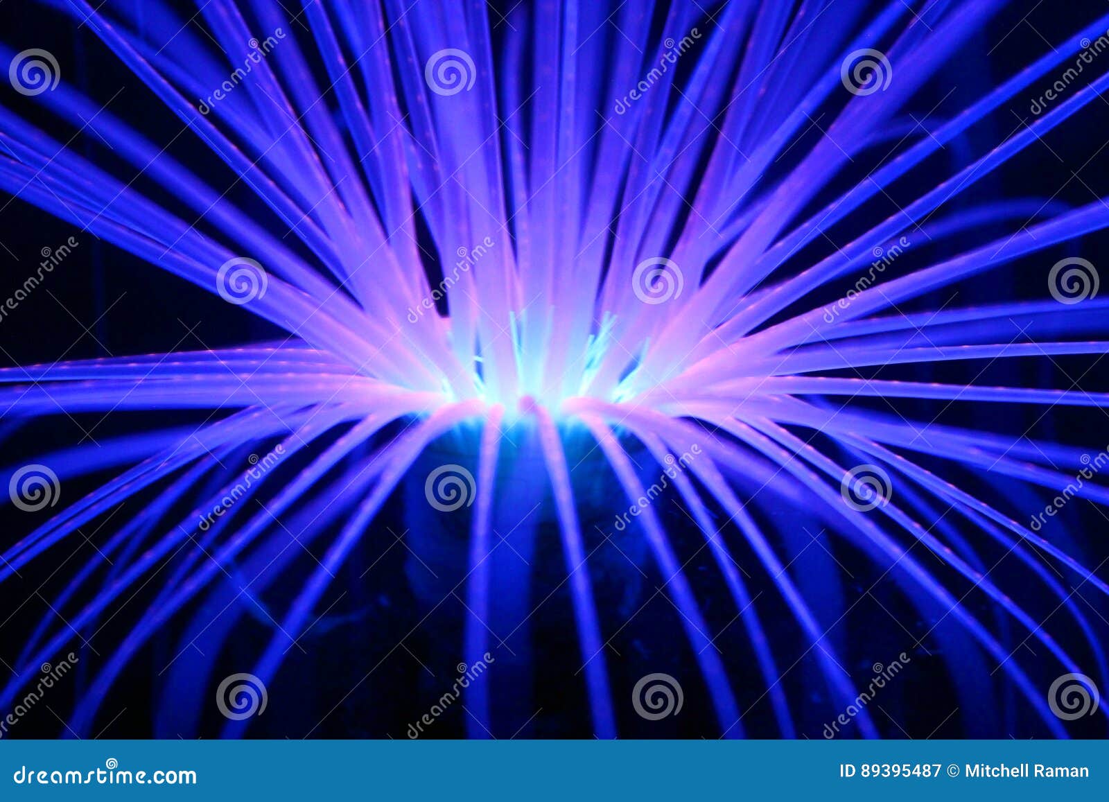 Blue Deep Sea Coral Creature Stock Image - Image of bubble, science ...