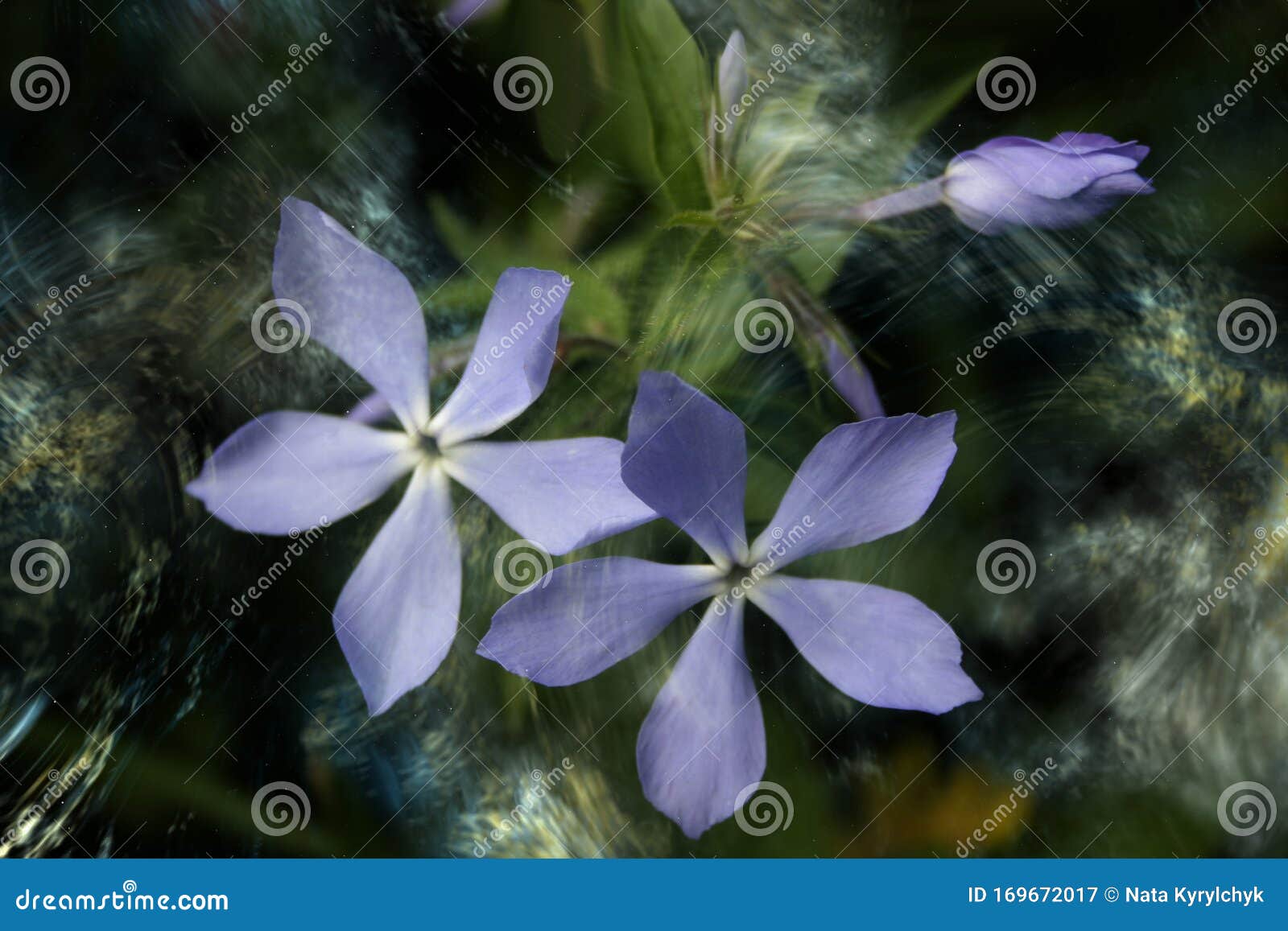 Blue Delicate Flowers on a Dark Background Stock Image - Image of year ...