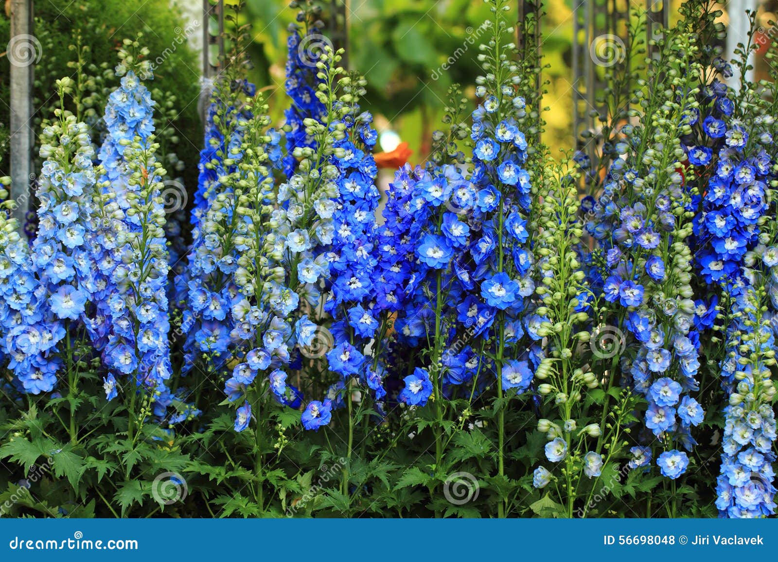 Blue Delphinium Flower ` Lady Guinevere, Charming Floral Love Landscape ...