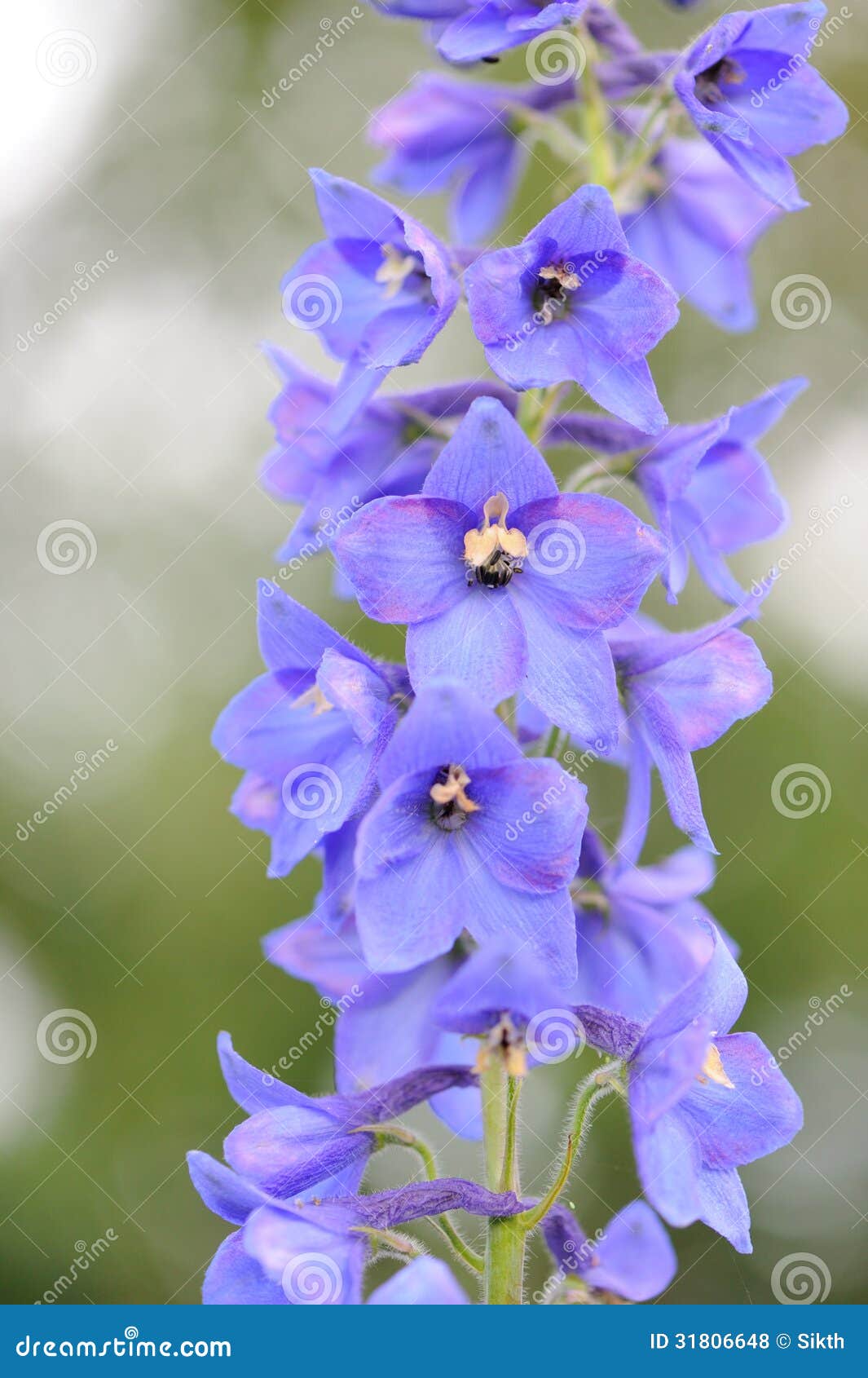 Blue Delphinium Flowers stock photo. Image of flower - 31806648