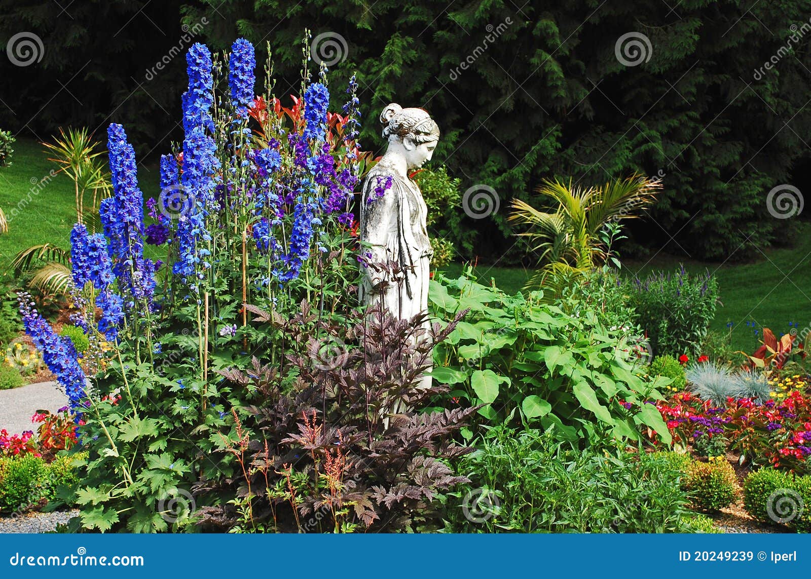 Blue delphinium garden stock image. Image of colorful - 20249239