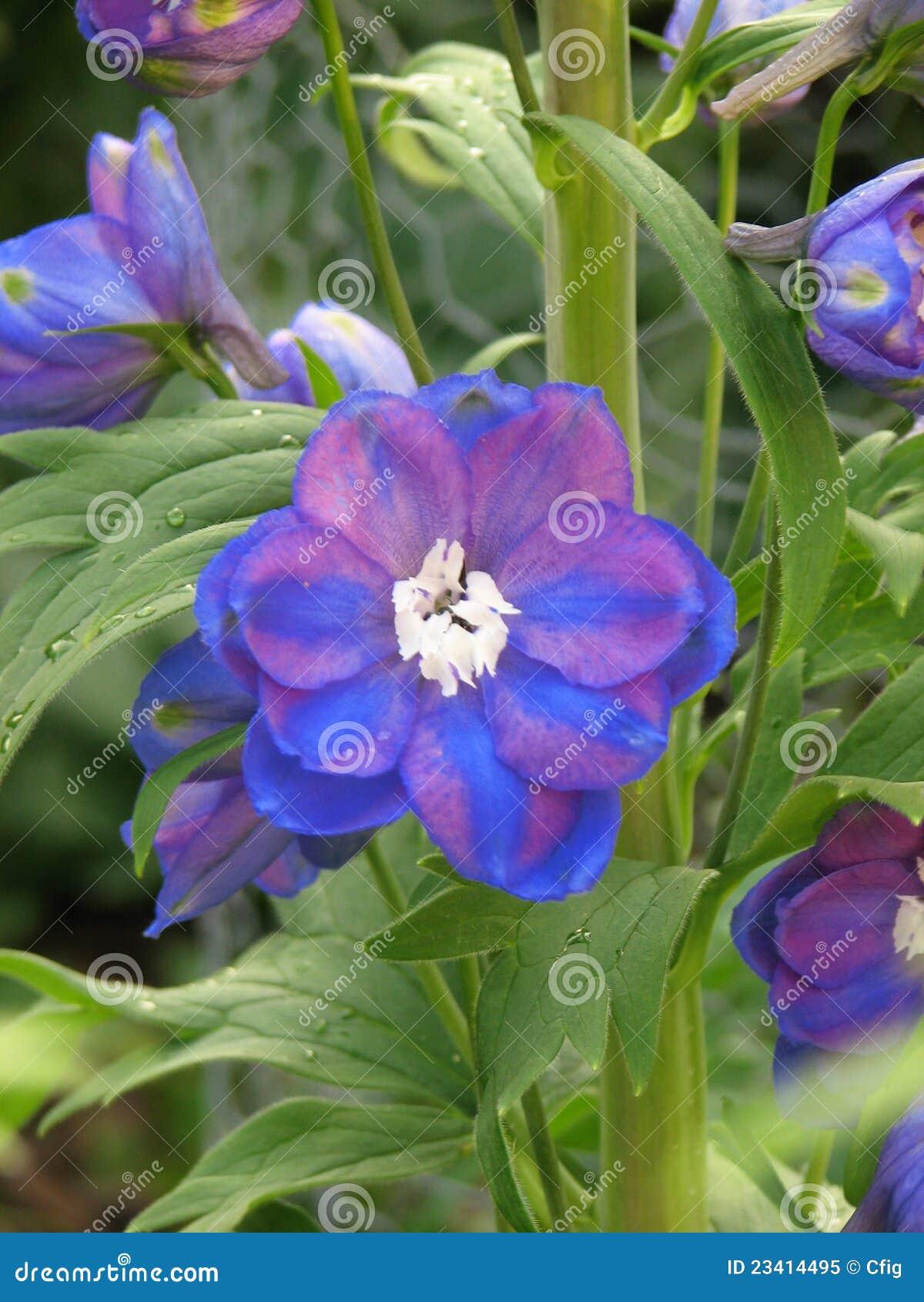 Blue delphinum stock image. Image of blue, delphinium - 23414495
