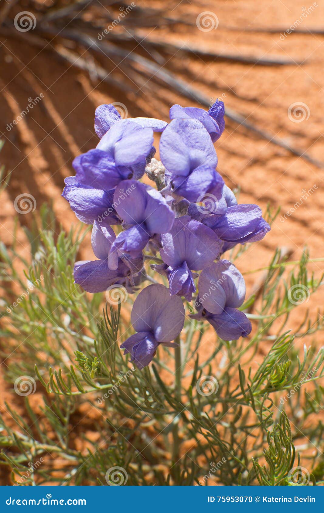 Blue Desert Wildflower in the Wilds Stock Photo - Image of blossom ...