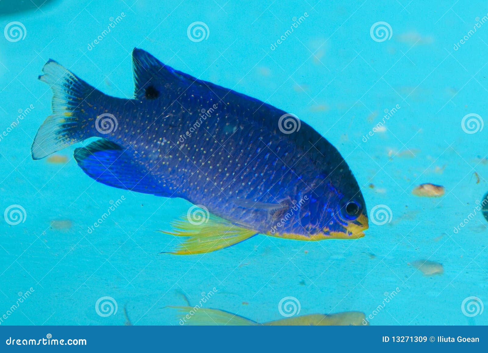 Blue Devil Damselfish in Aquarium Stock Image - Image of coral ...
