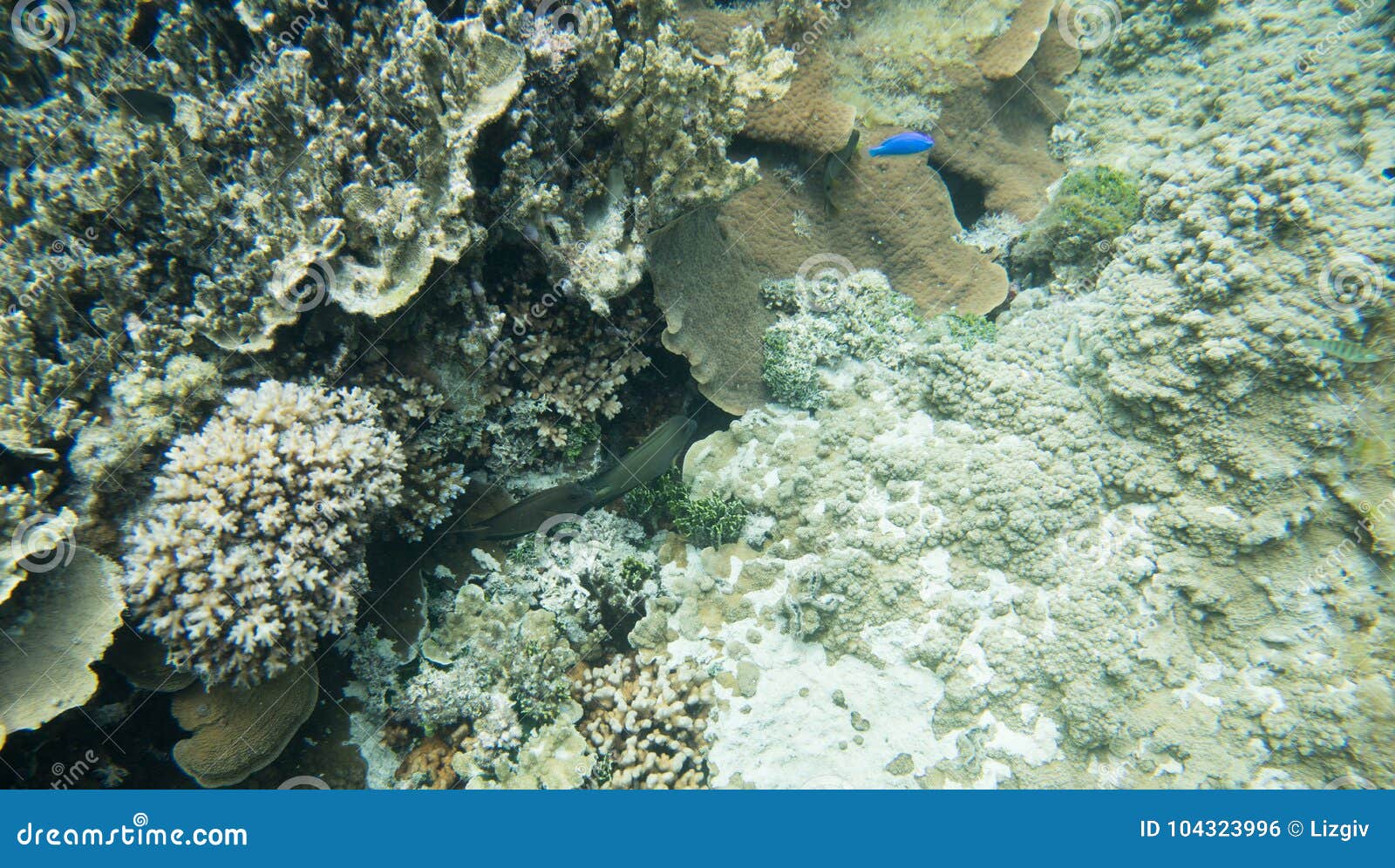 Blue Devil Damselfish in Pacific Ocean Stock Photo - Image of ecosystem ...