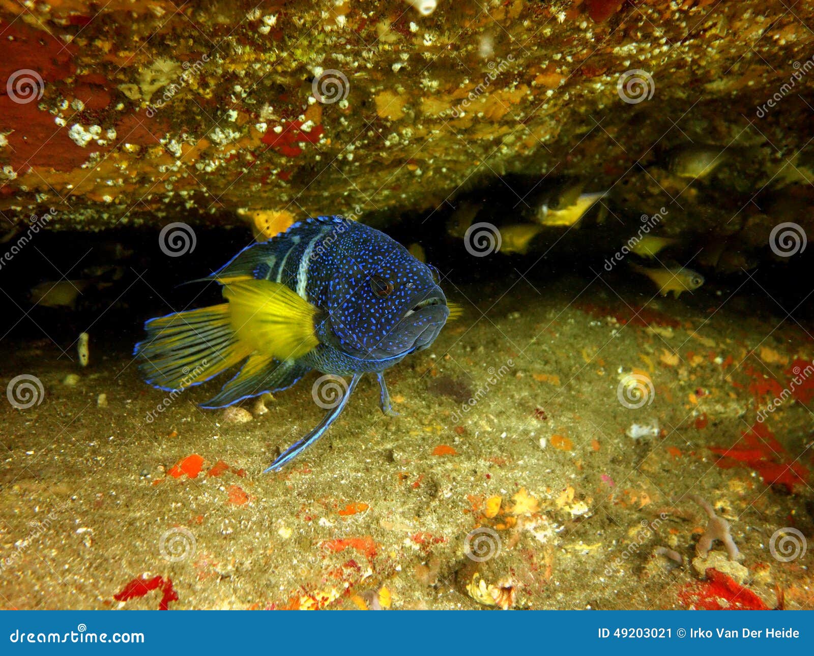 Blue devil stock image. Image of eastern, sydney, island - 49203021