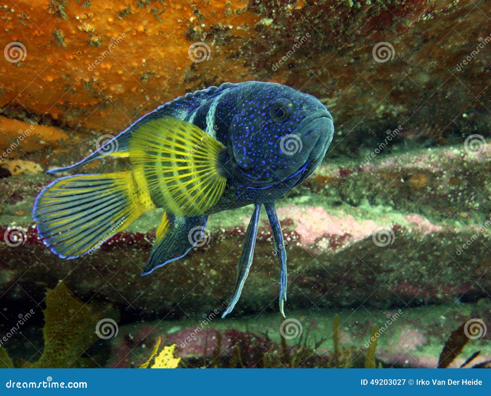 Blue devil stock image. Image of hiding, devil, eastern - 49203027