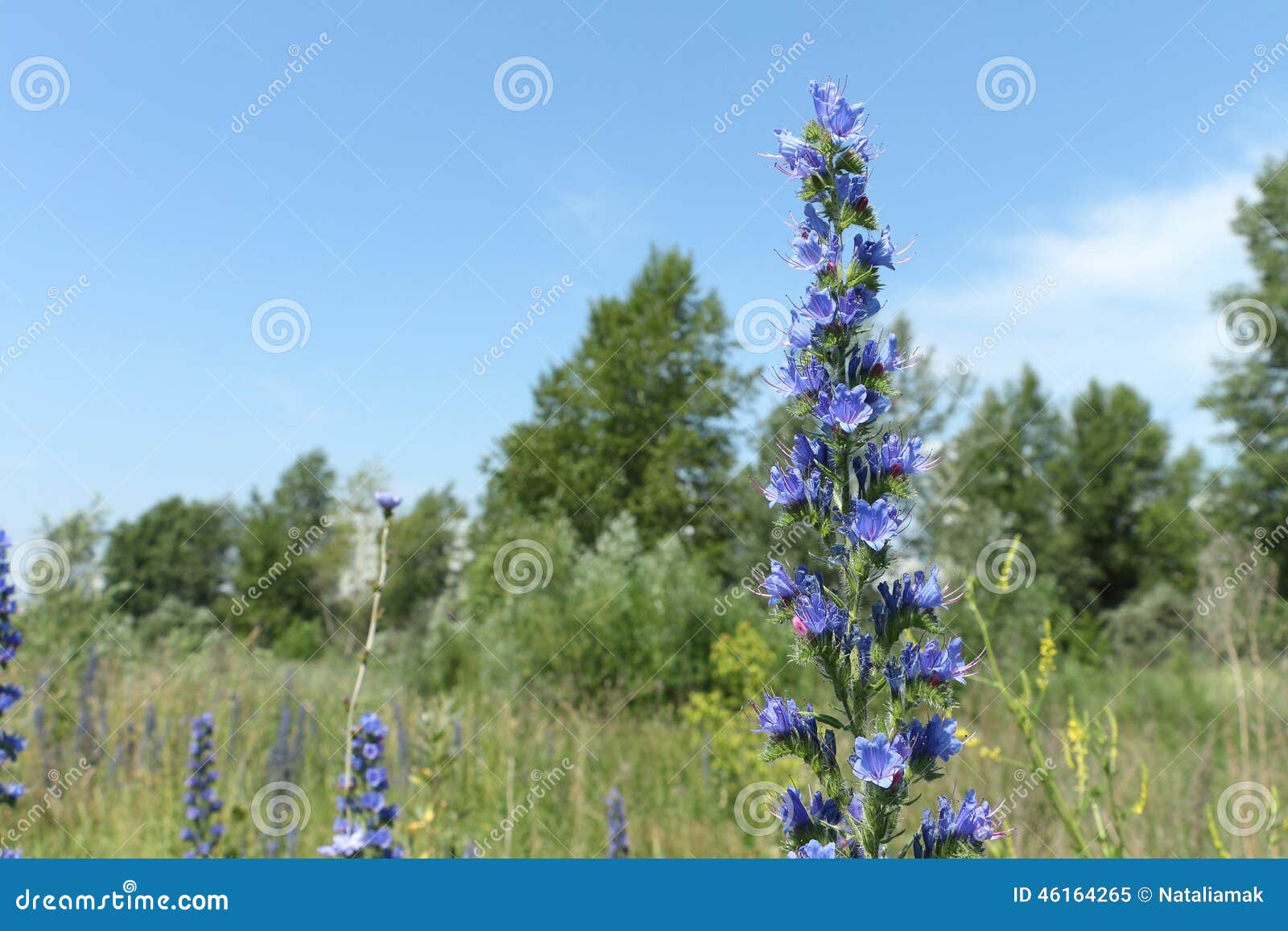 Blue devil flowers stock image. Image of vegetation, devil - 46164265