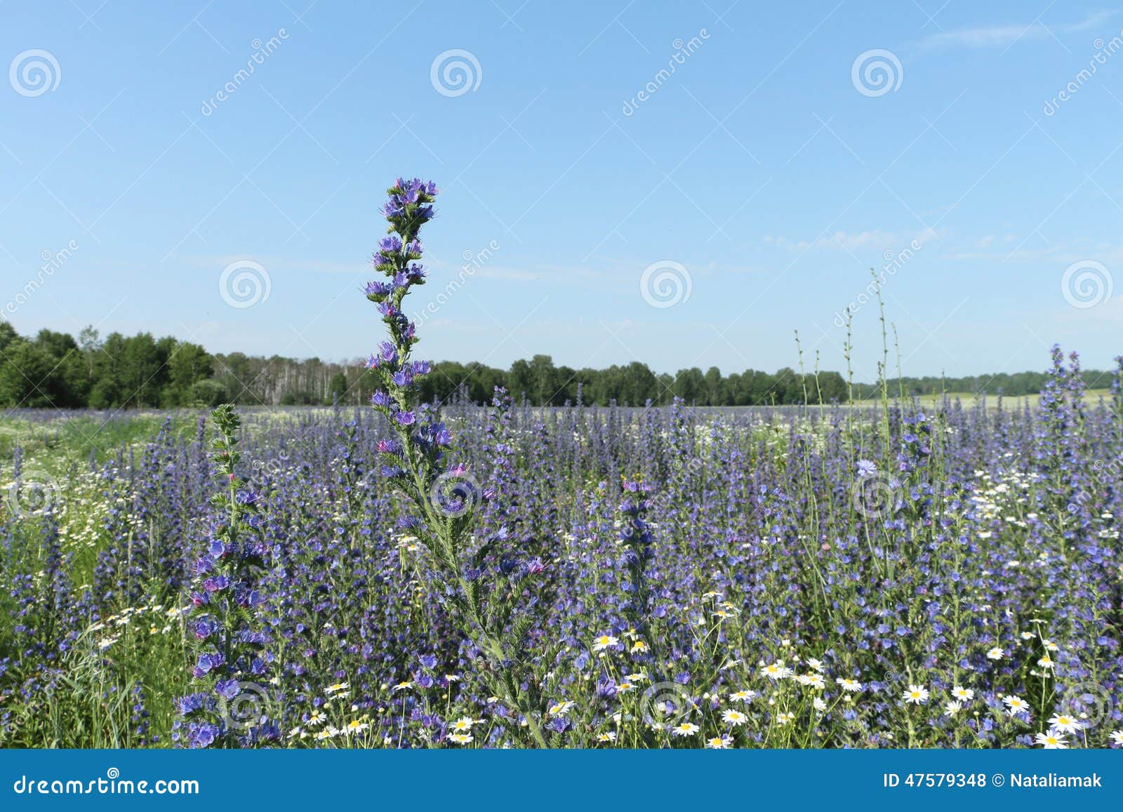 Blue devil flowers stock photo. Image of bugloss, glade - 47579348