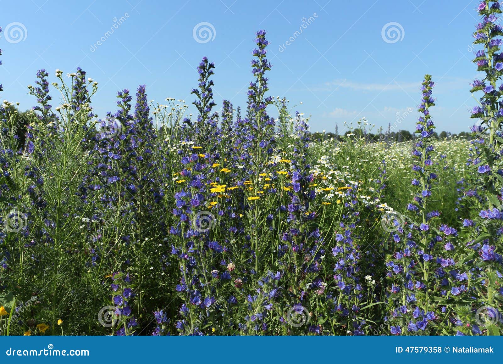 Blue devil flowers stock photo. Image of salubrious, blossoming - 47579358