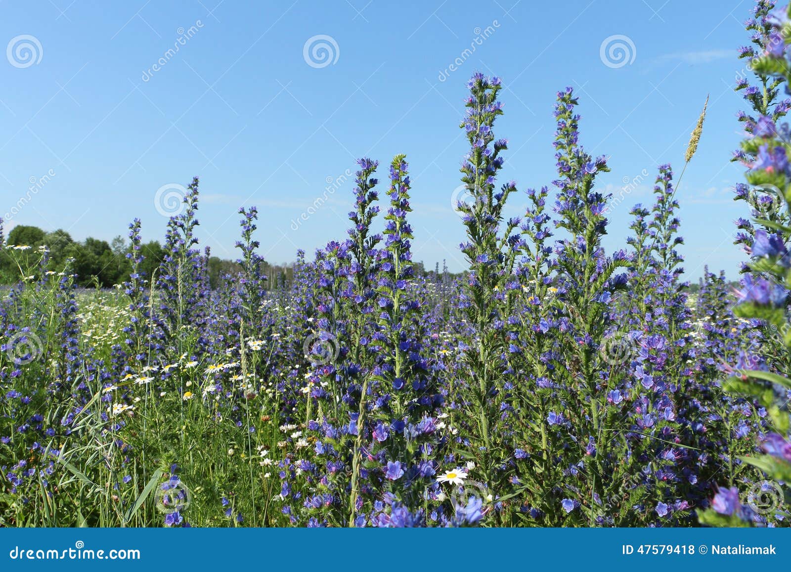 Blue devil flowers stock photo. Image of nature, blossoming - 47579418