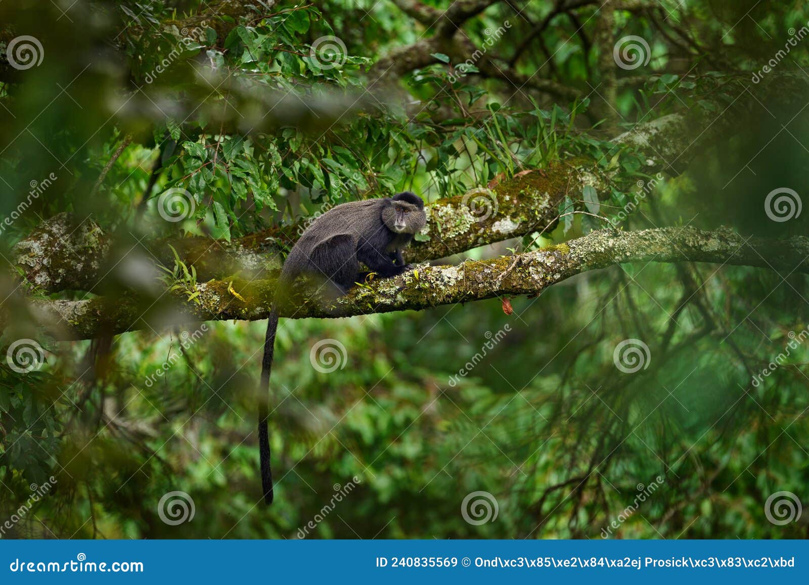 Blue Diademed Monkey, Cercopithecus Mitis, Sitting on Tree in the ...