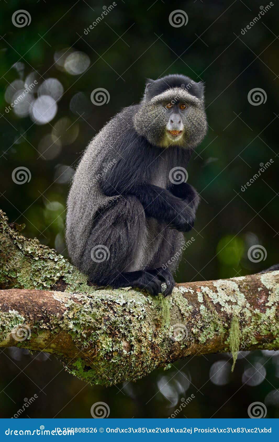 Blue Diademed Monkey, Cercopithecus Mitis, Sitting on Tree in the ...