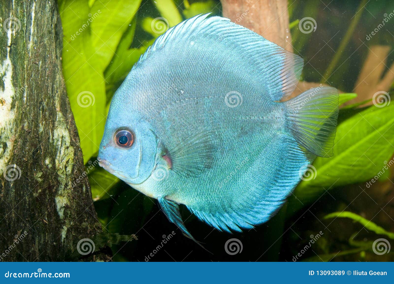 Blue Diamond Discus in Aquarium Stock Image - Image of blue, underwater ...