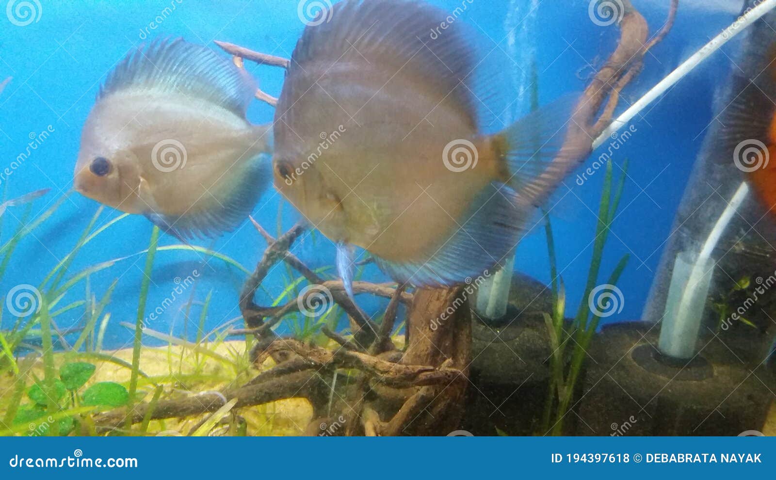 Blue Diamond Discus in Aquarium Stock Photo - Image of fisheye, colours ...