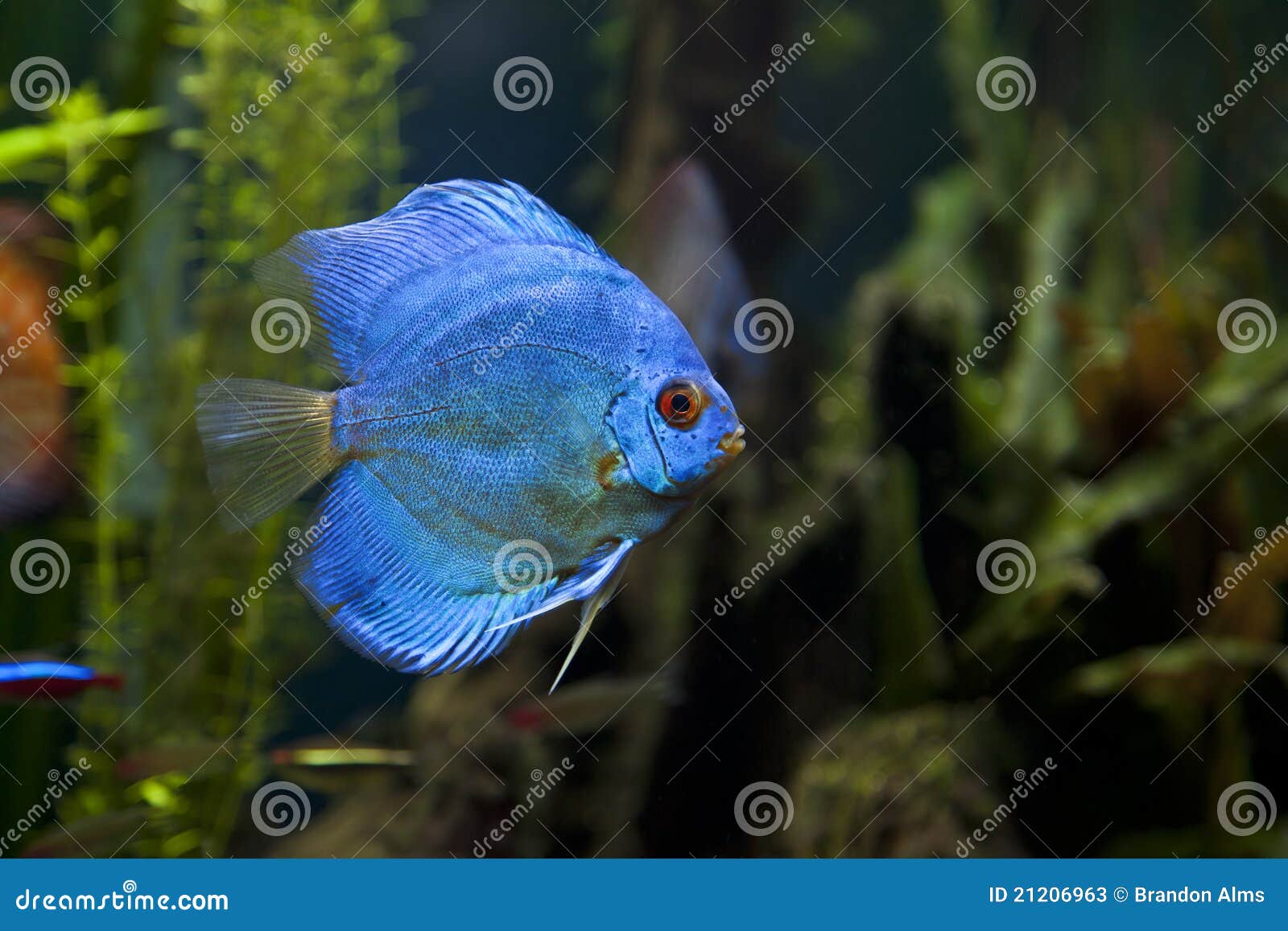 Blue Diamond Discus Fish stock image. Image of fish, close - 21206963
