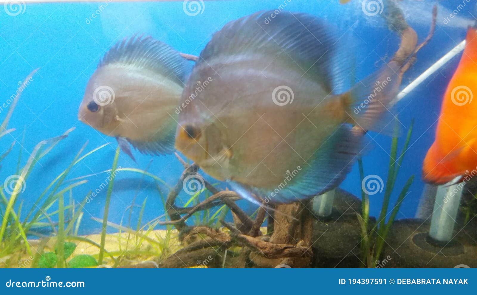 Blue Diamond Discus Fish in Aquarium Stock Image - Image of water ...