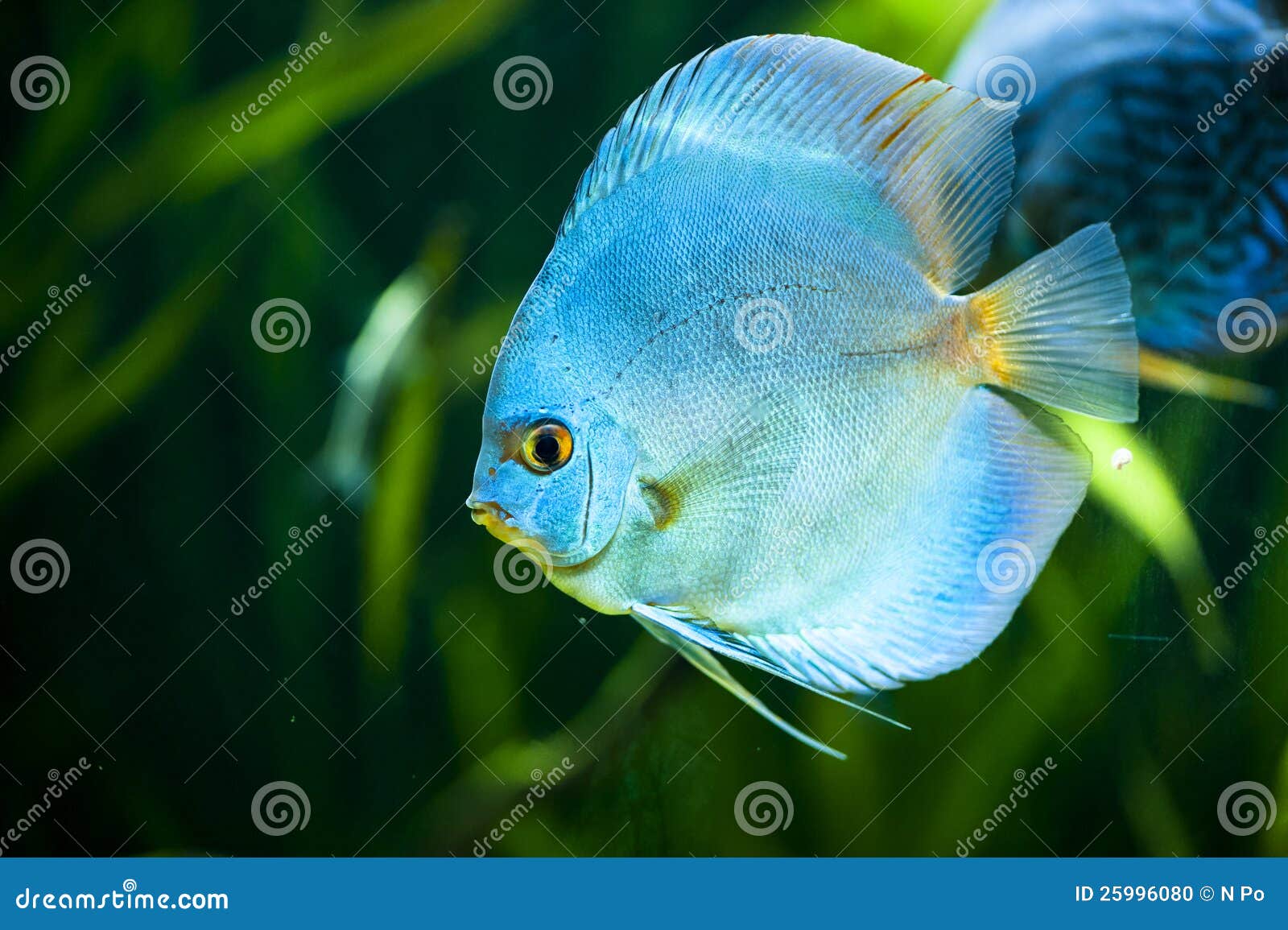 Blue Diamond Discus (Symphysodon Aequifasciatus) Stock Photo - Image ...