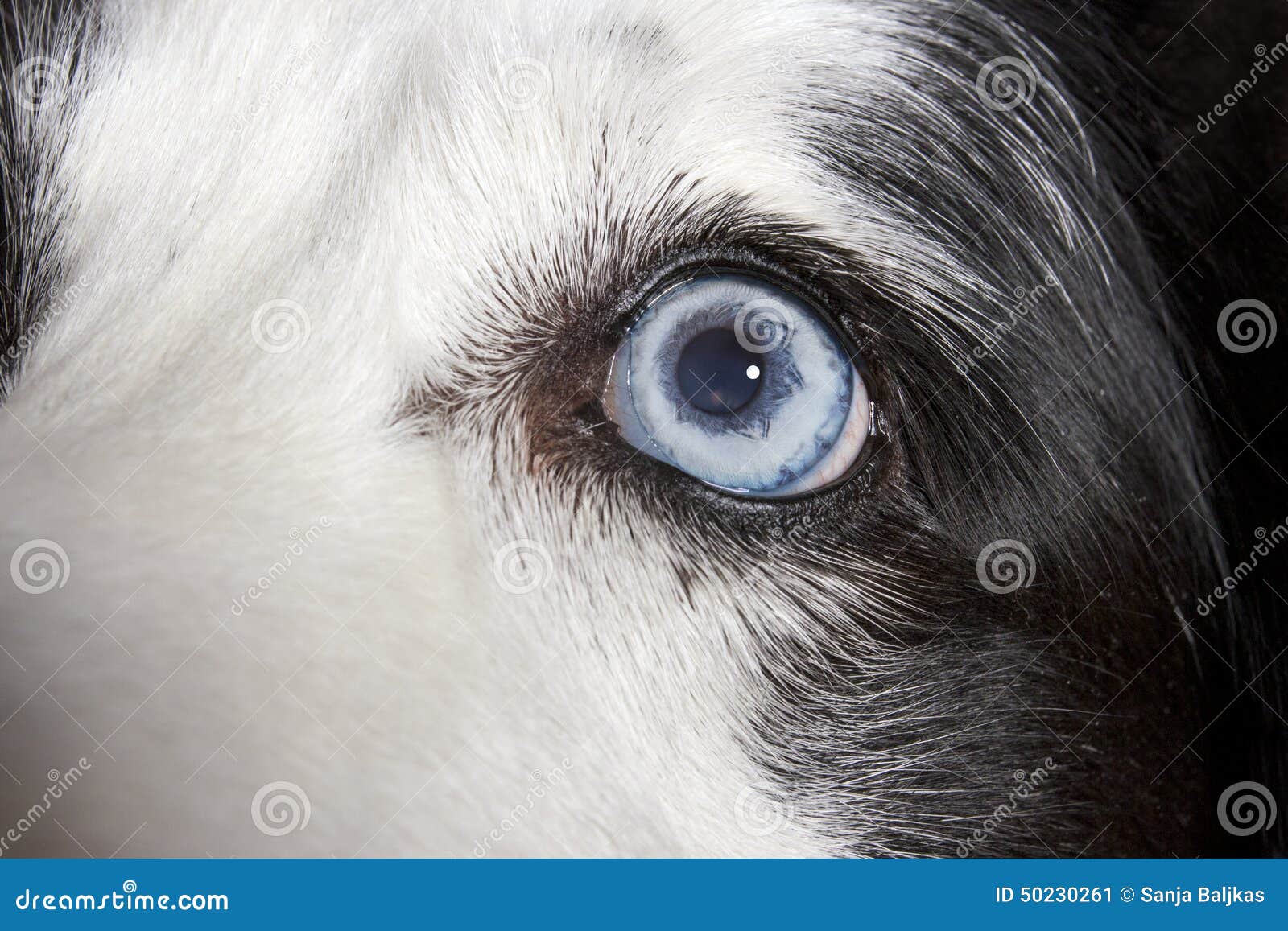 Blue Diamond Eye of Border Collie Stock Image - Image of canine, rear ...