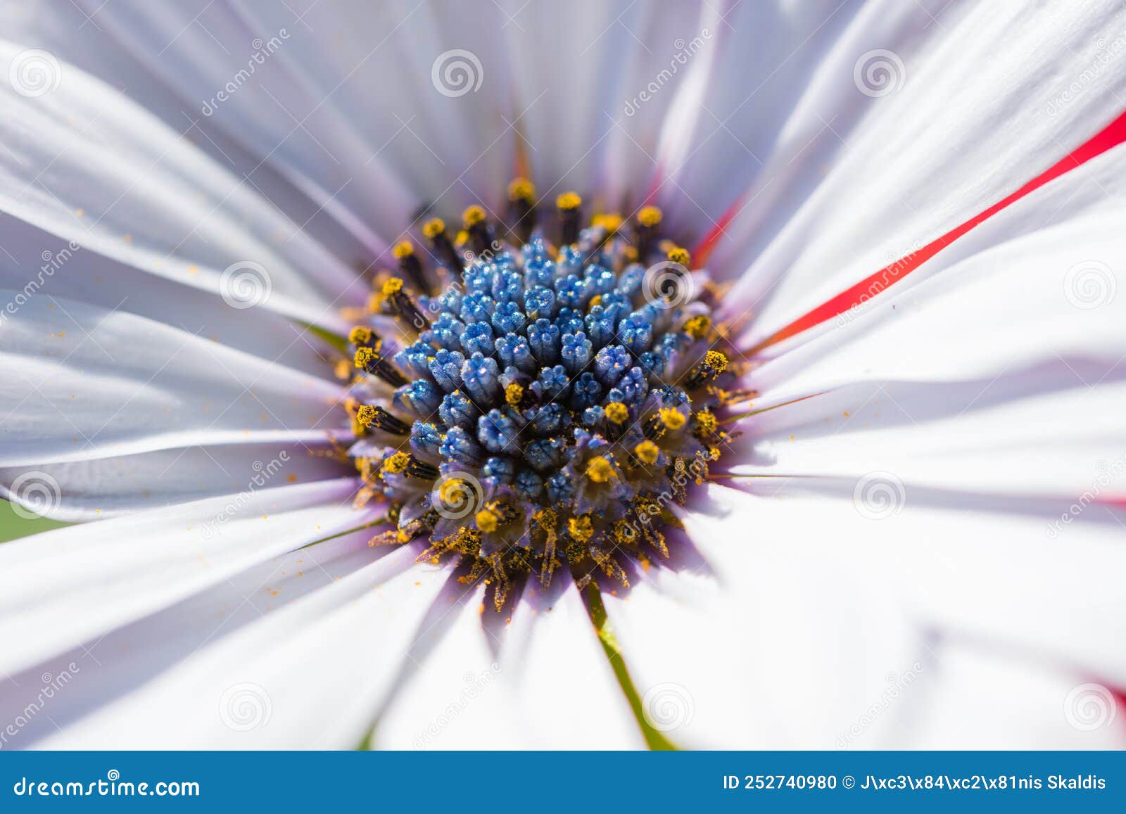 Blue Disc African Daisy with White Petals Stock Photo - Image of blue ...