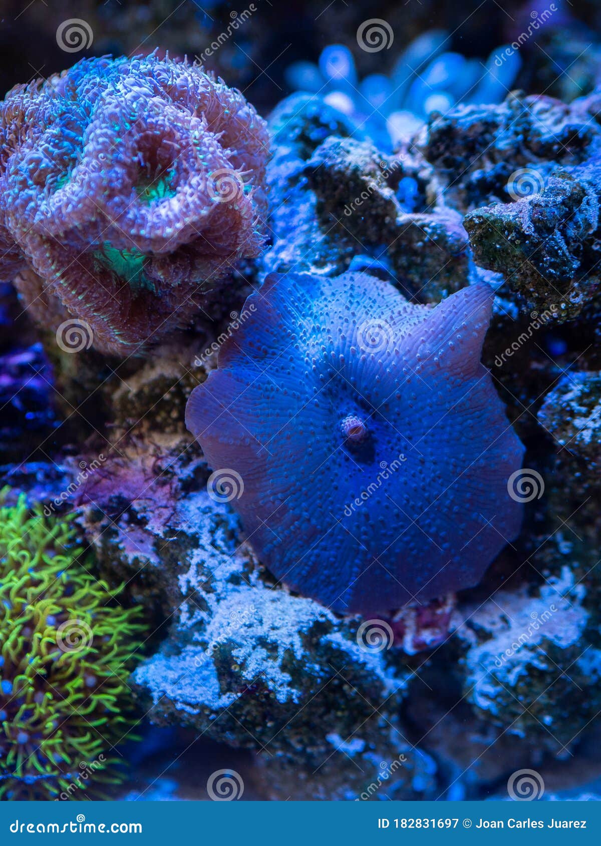 Red Discosoma Bright Mushroom Soft Coral - Discosomatidae Sp. Stock ...