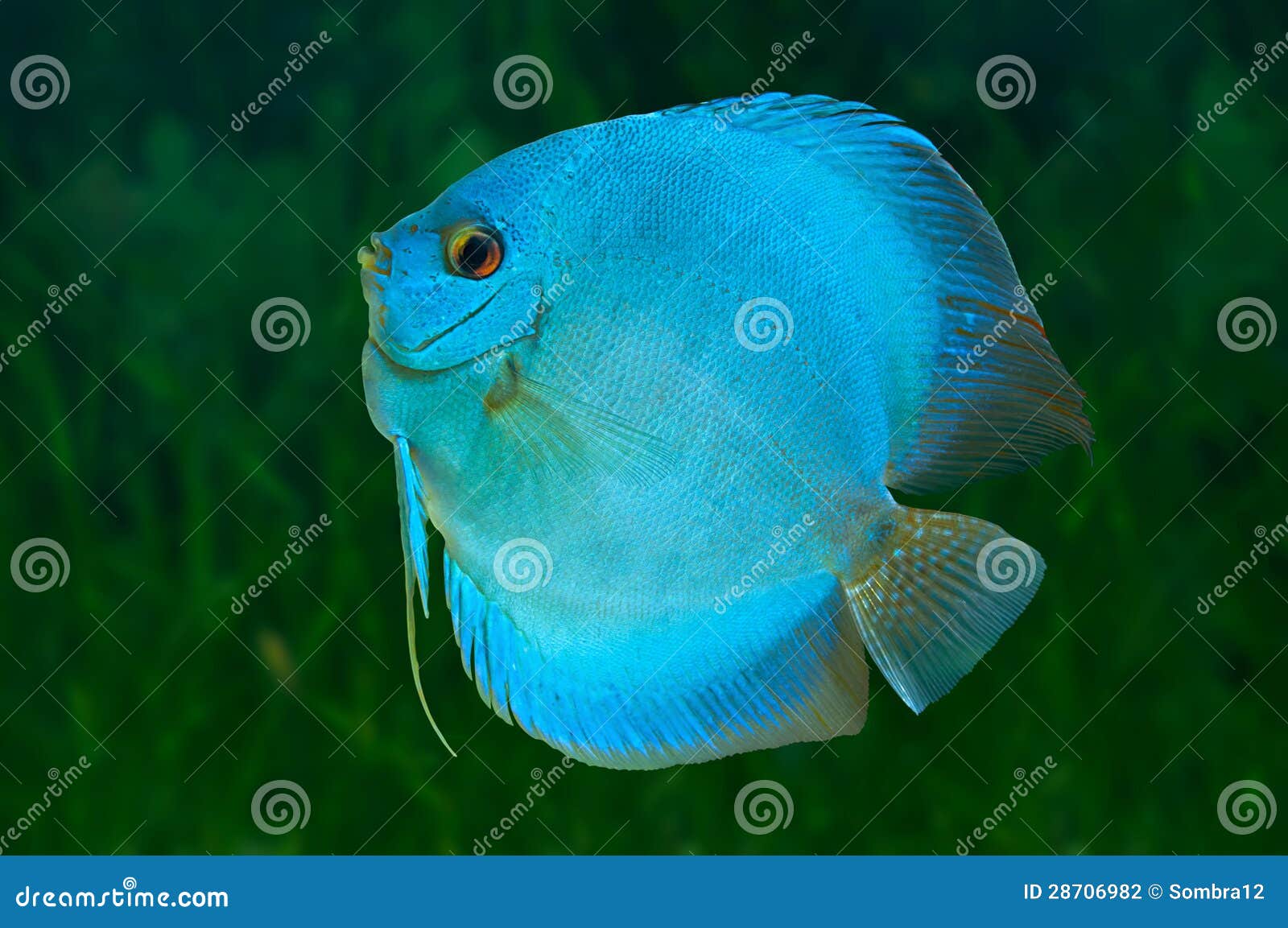 Blue Discus in aquarium stock photo. Image of beauty - 28706982