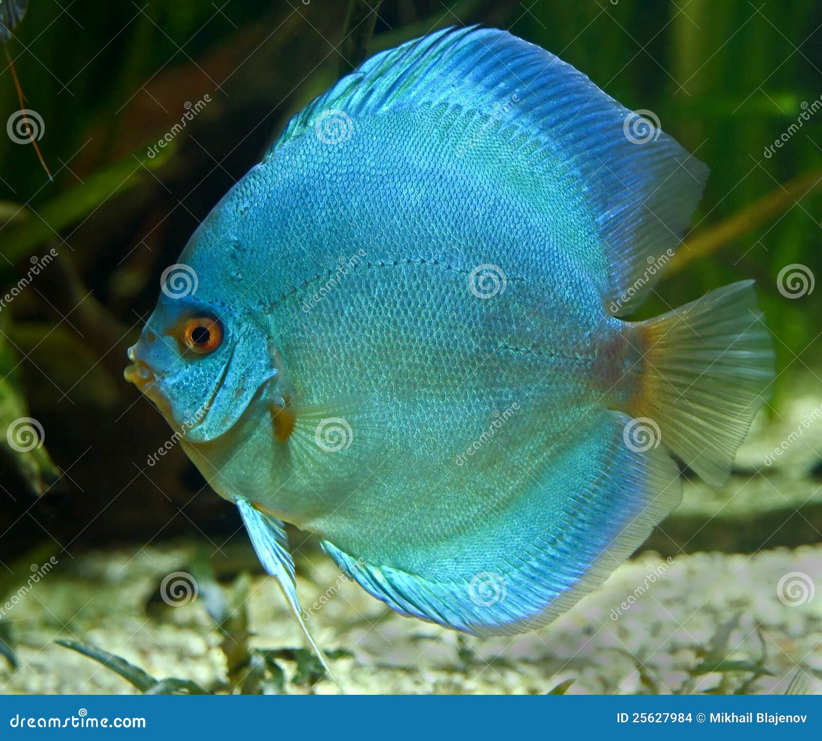 Blue discus fish 1 stock photo. Image of discus, marine - 25627984