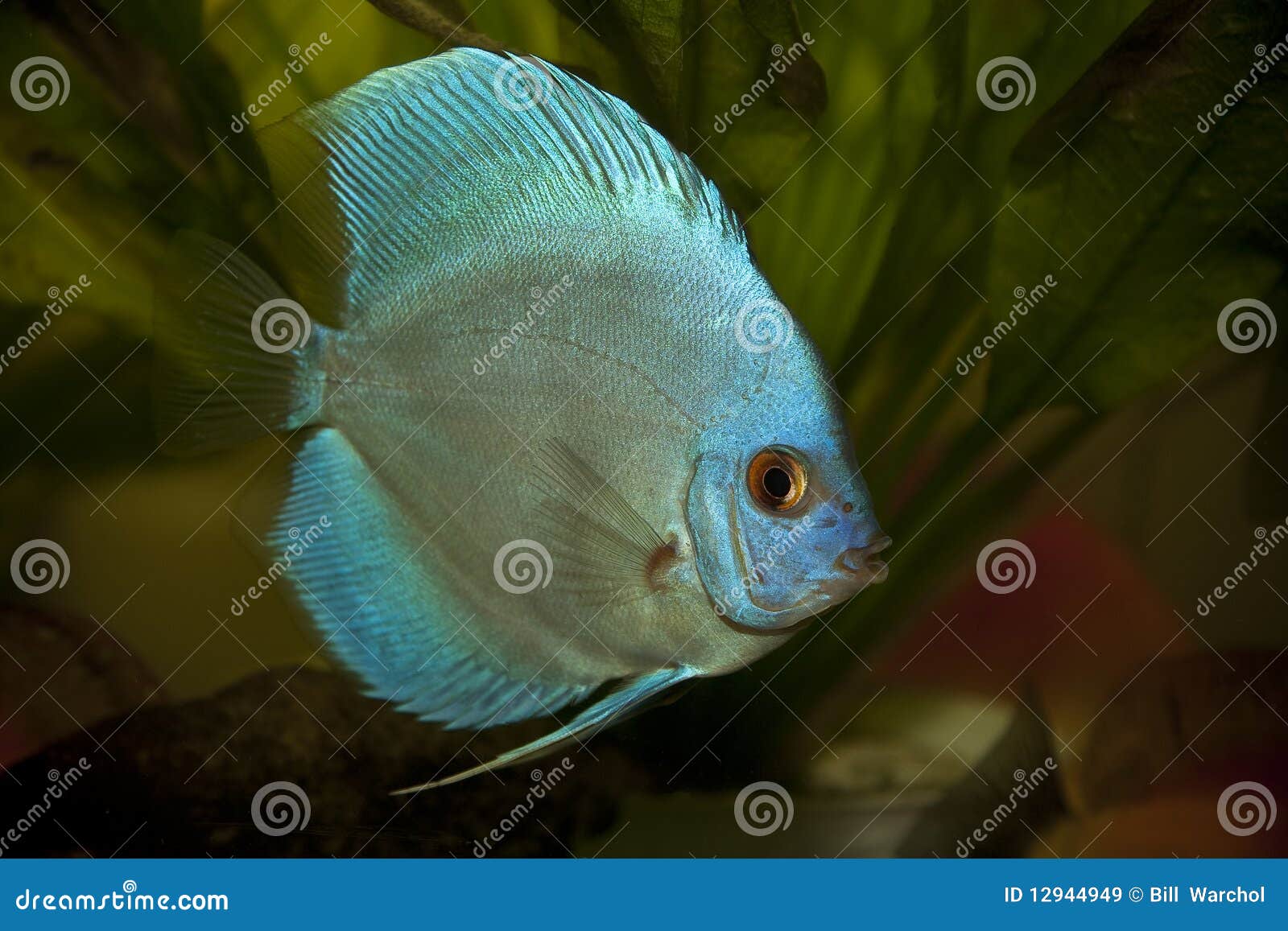 Blue Discus Fish stock image. Image of angel, amazon - 12944949